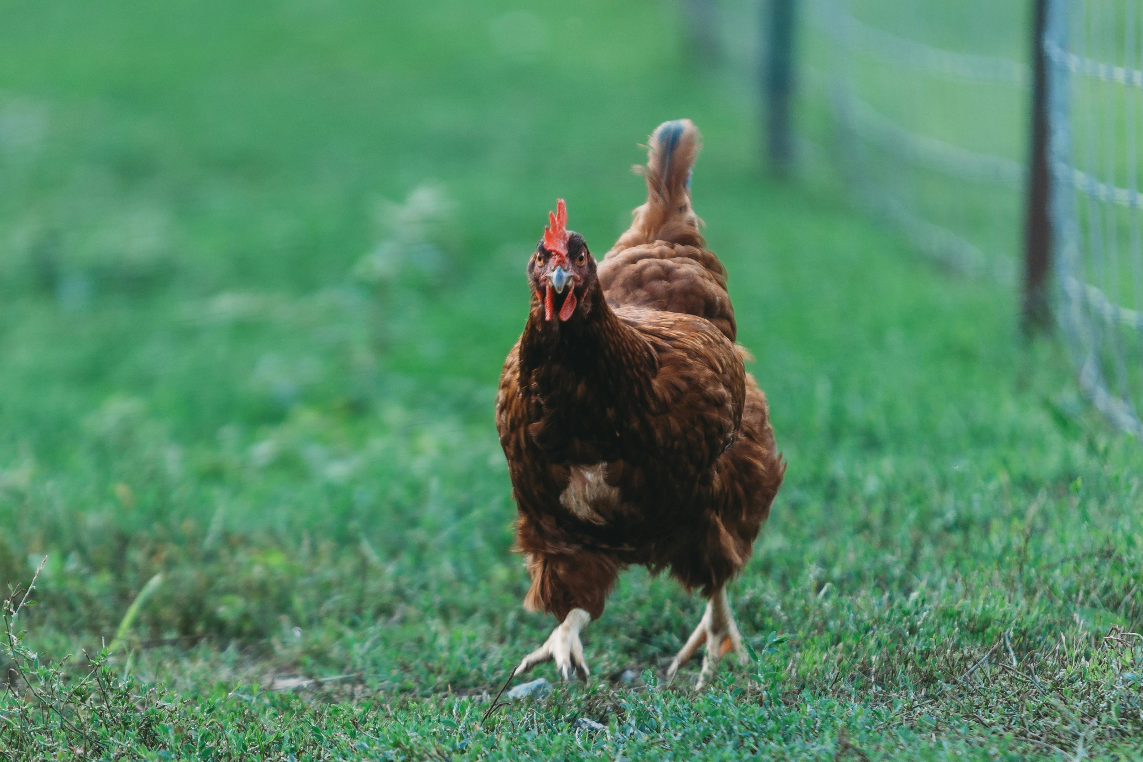 Hen on Ground near Fence · Free Stock Photo