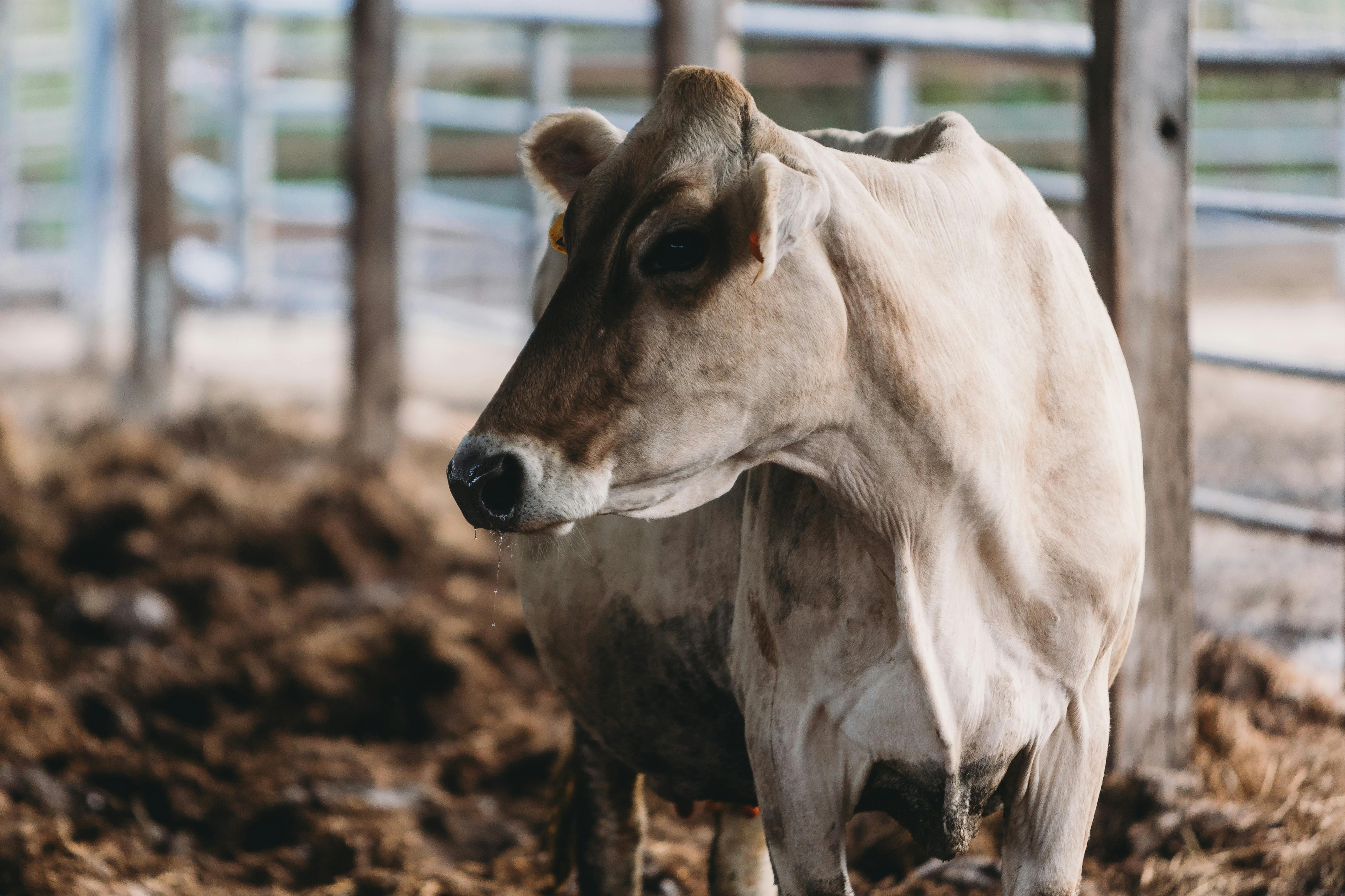 Cow in Corral · Free Stock Photo