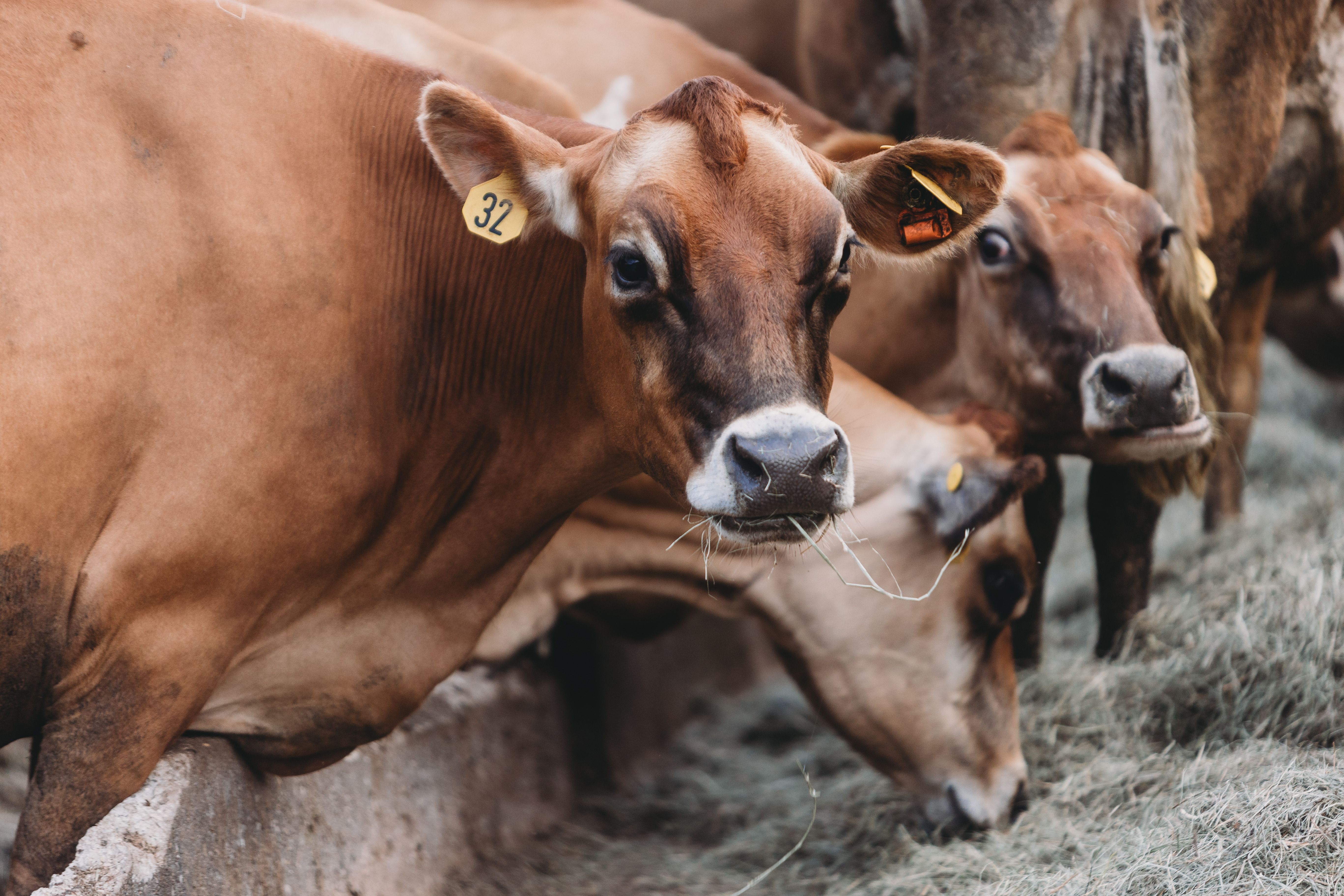 A group of cows eating hay in a pen · Free Stock Photo