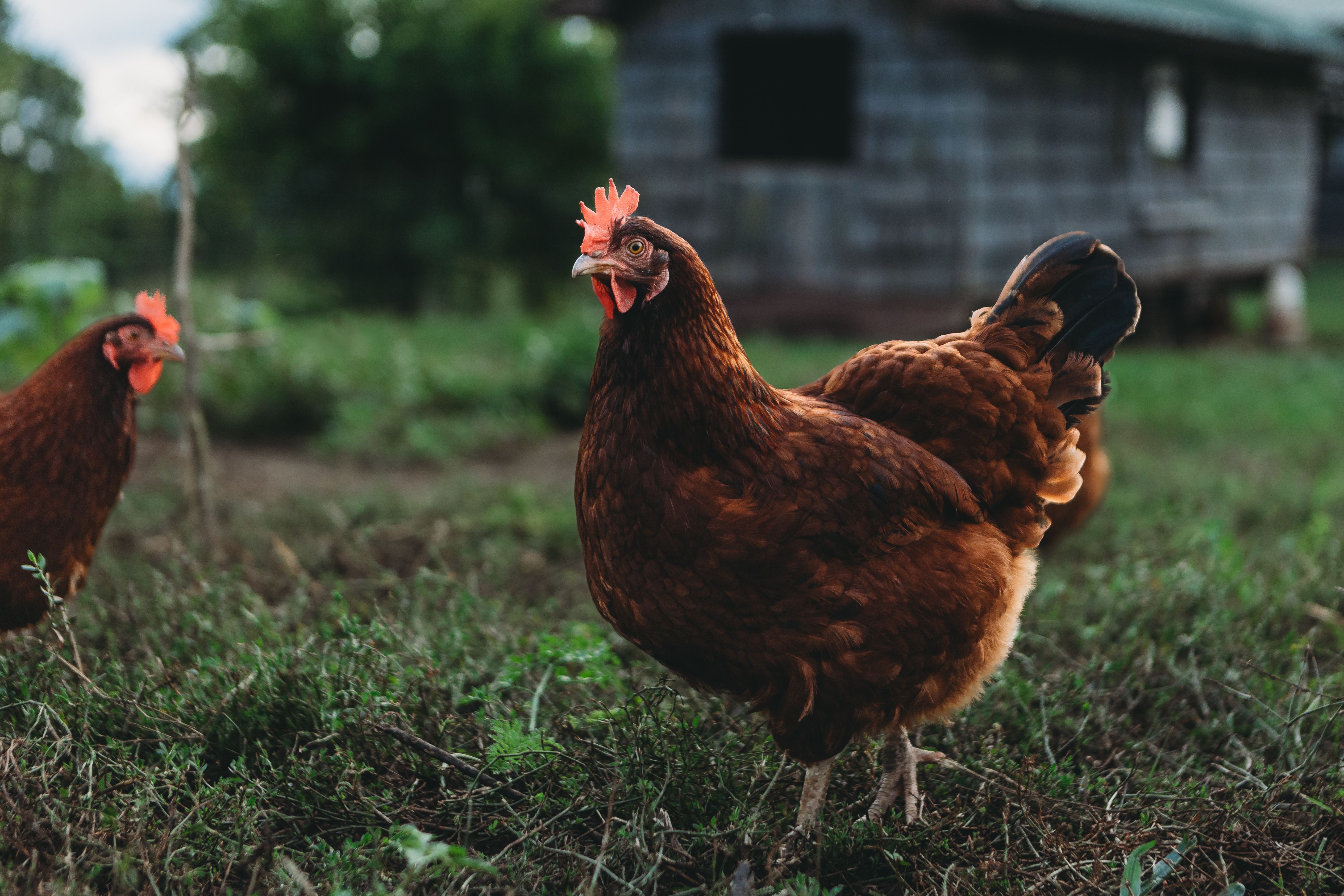 Hen on Farm · Free Stock Photo