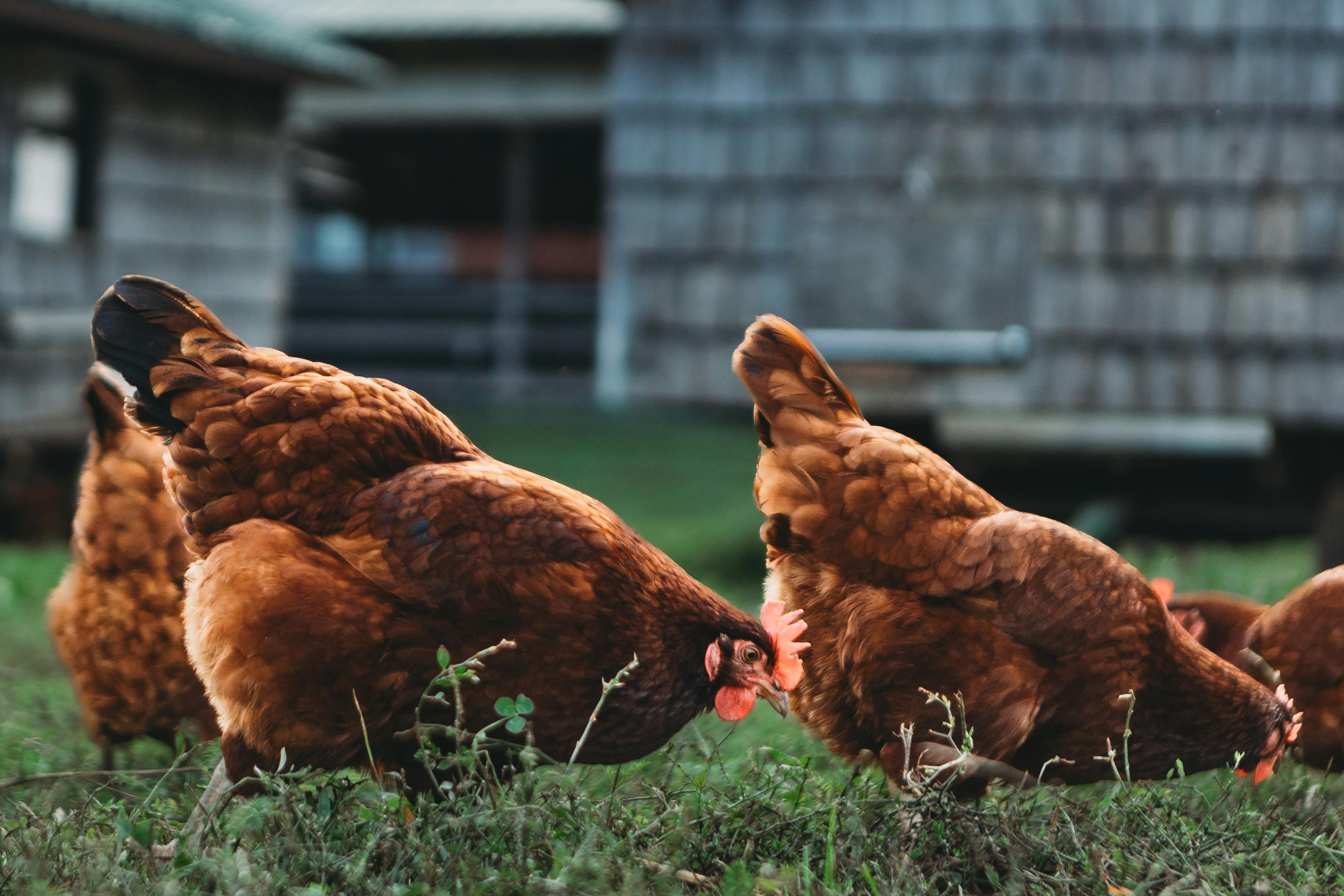 Hacienda Hens Photos, Download The BEST Free Hacienda Hens Stock Photos ...