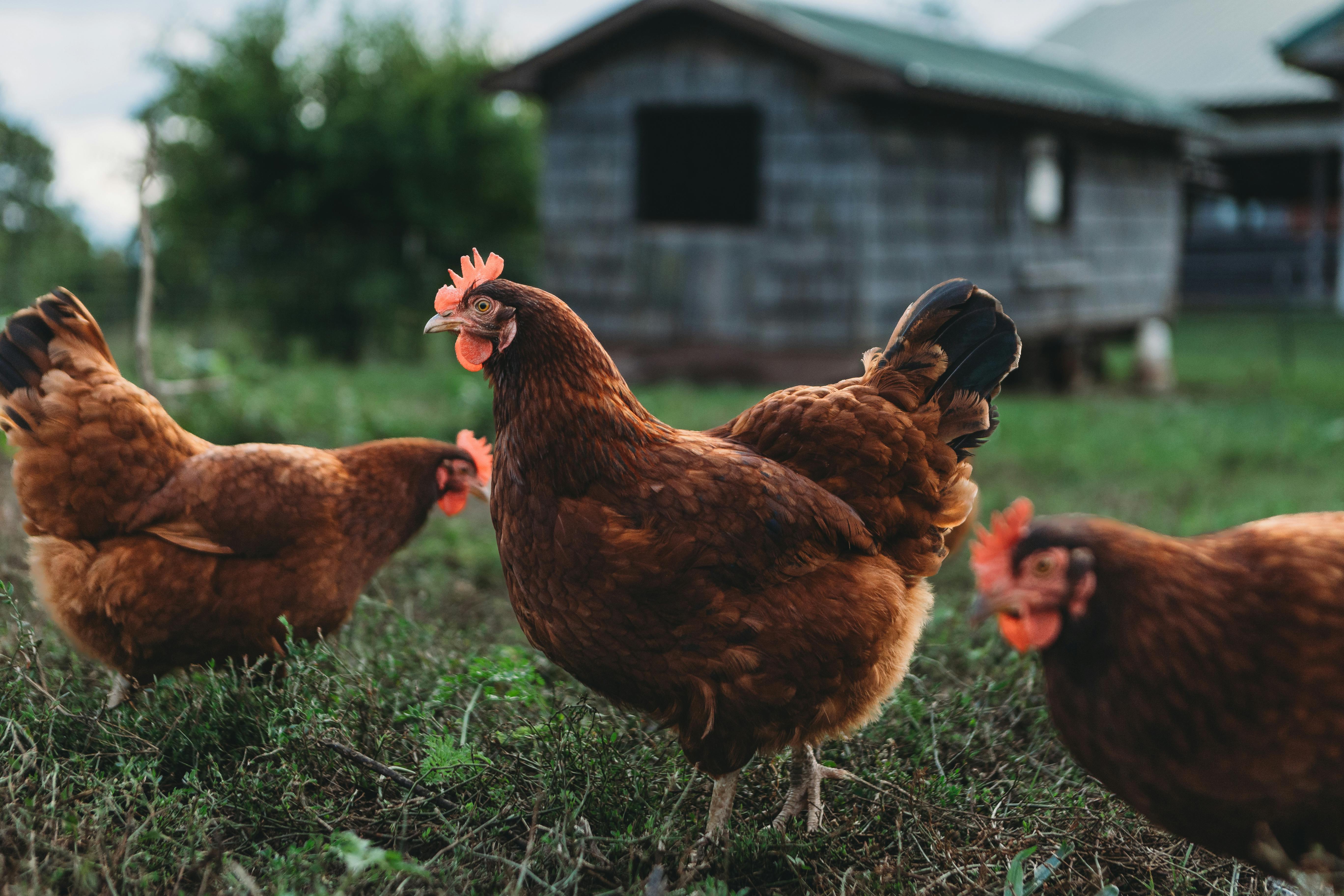 Herd of Hen · Free Stock Photo