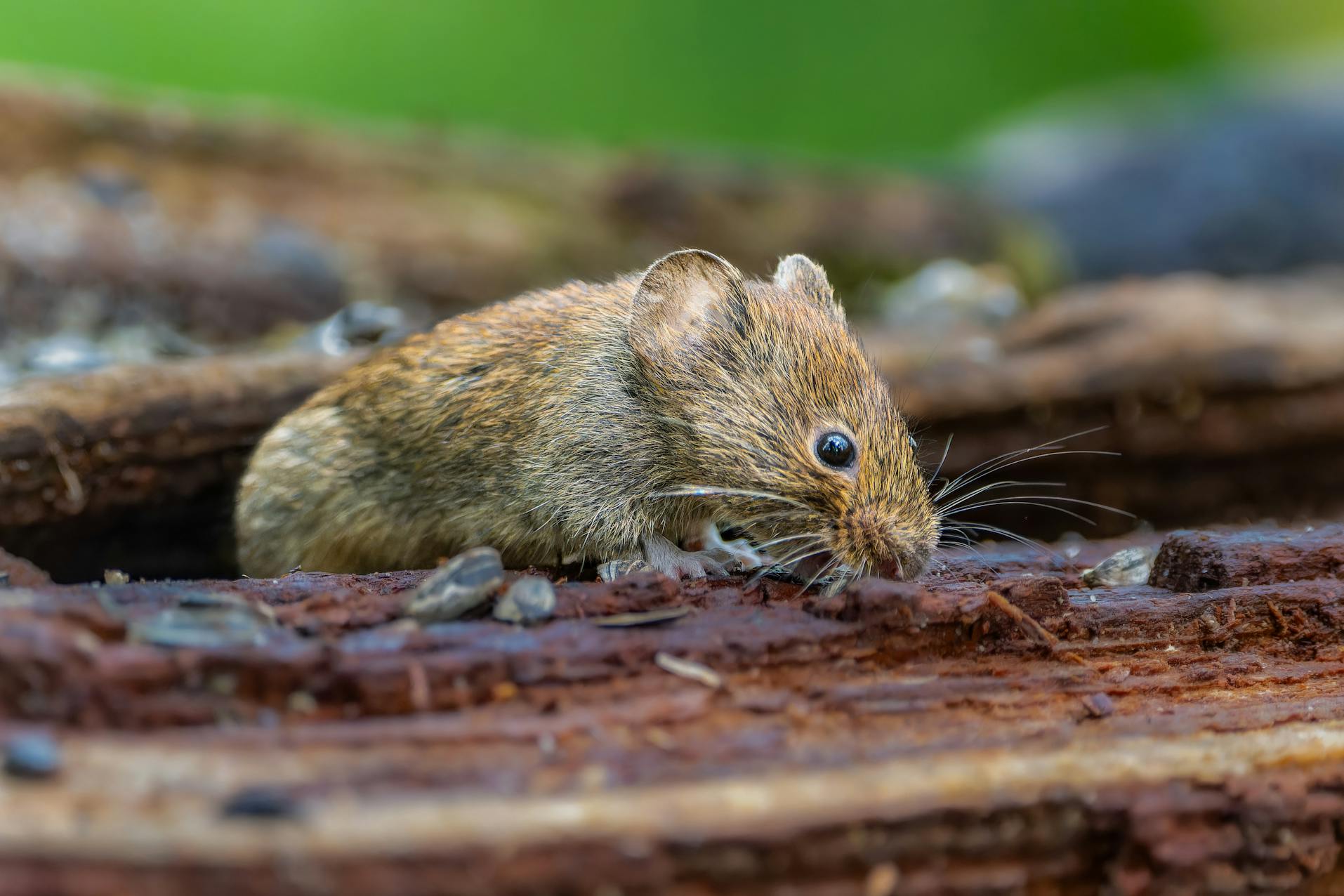 Eurasian Pygmy Shrew: Biology, Facts, and Taxonomy Explained