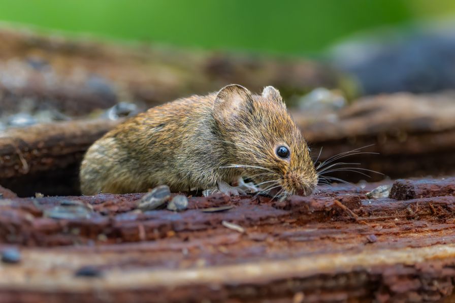 Eurasian Harvest Mouse Origin, Habitat, and Population Facts