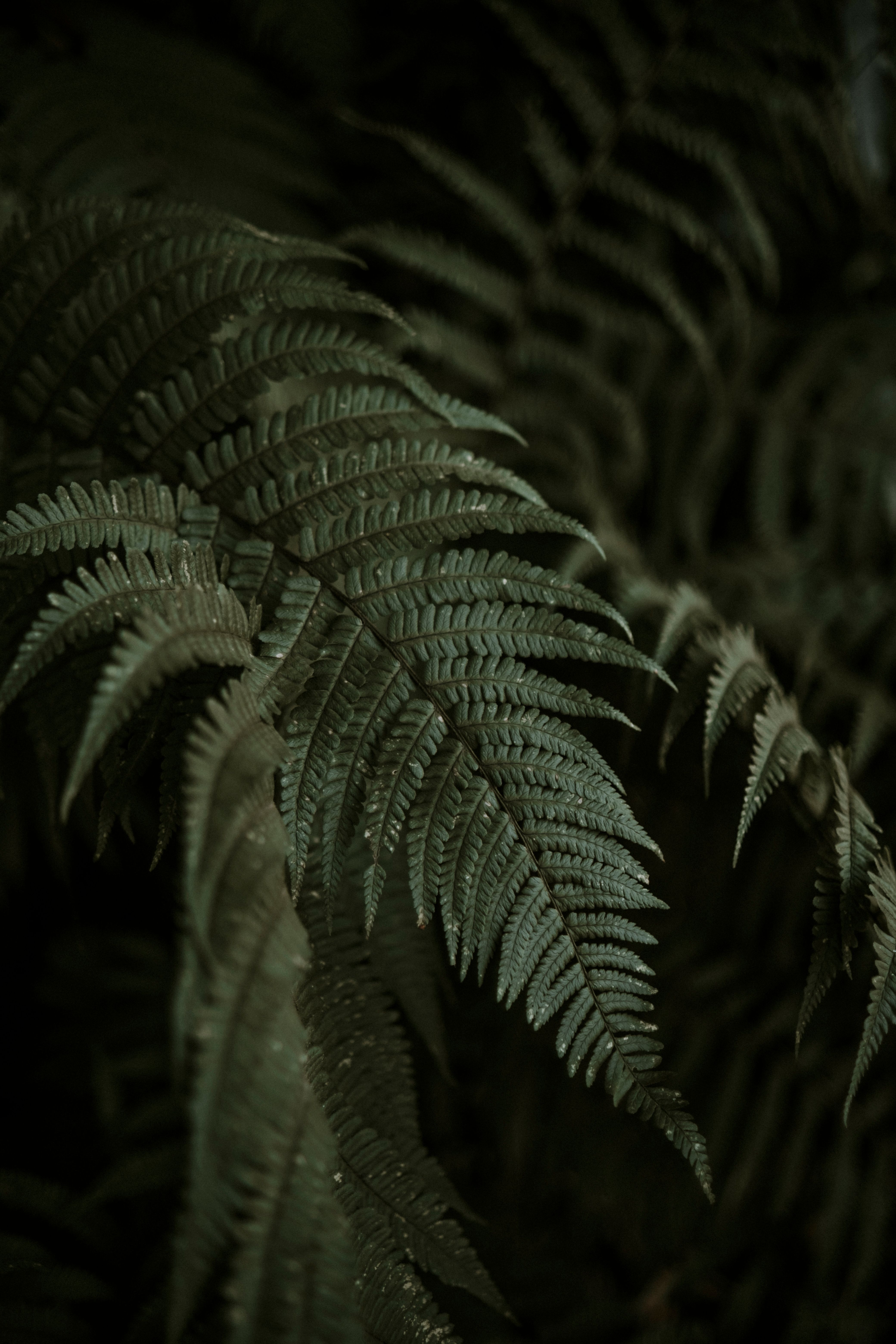 Fronds of Ferns · Free Stock Photo