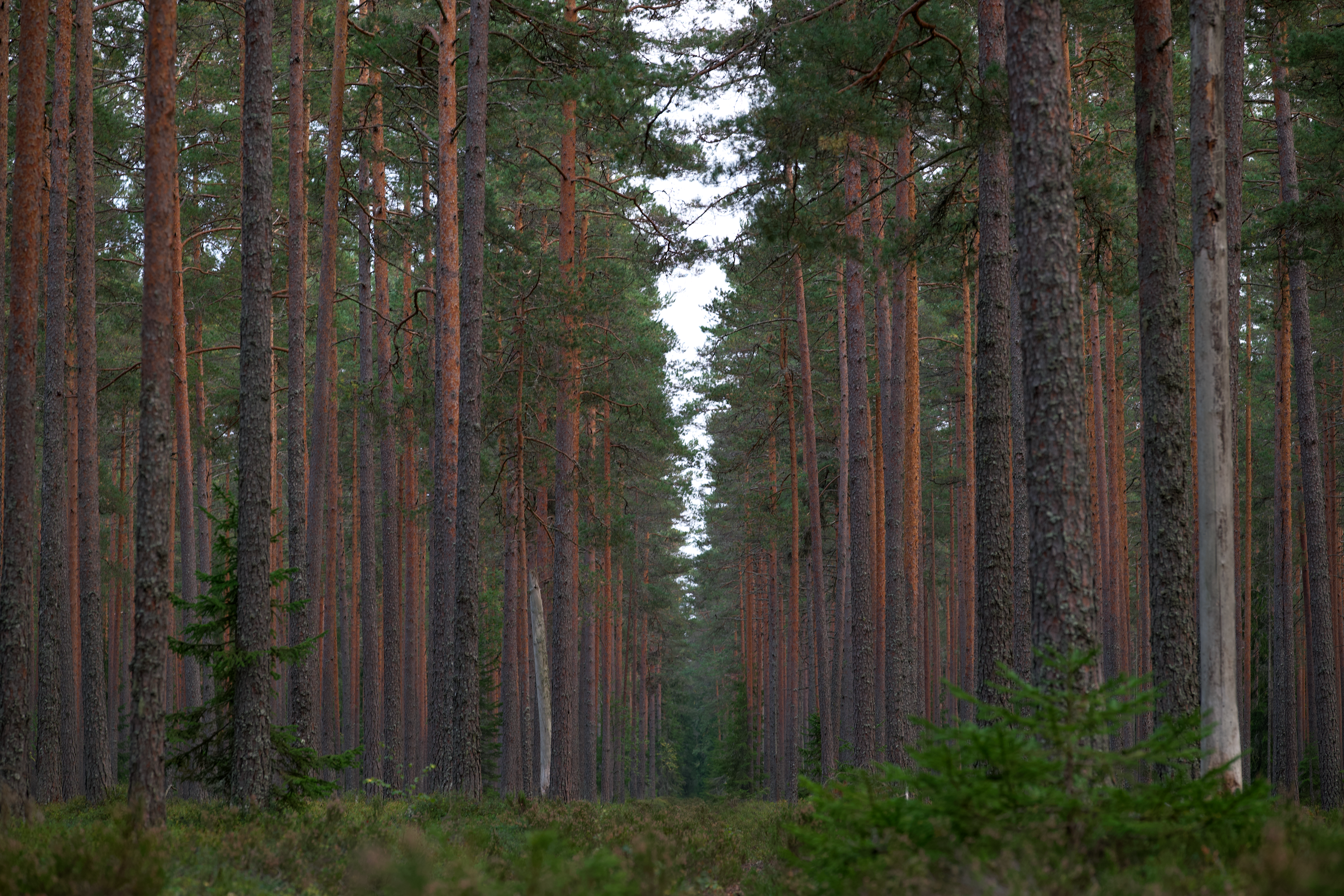 A forest with tall pine trees and tall grass · Free Stock Photo