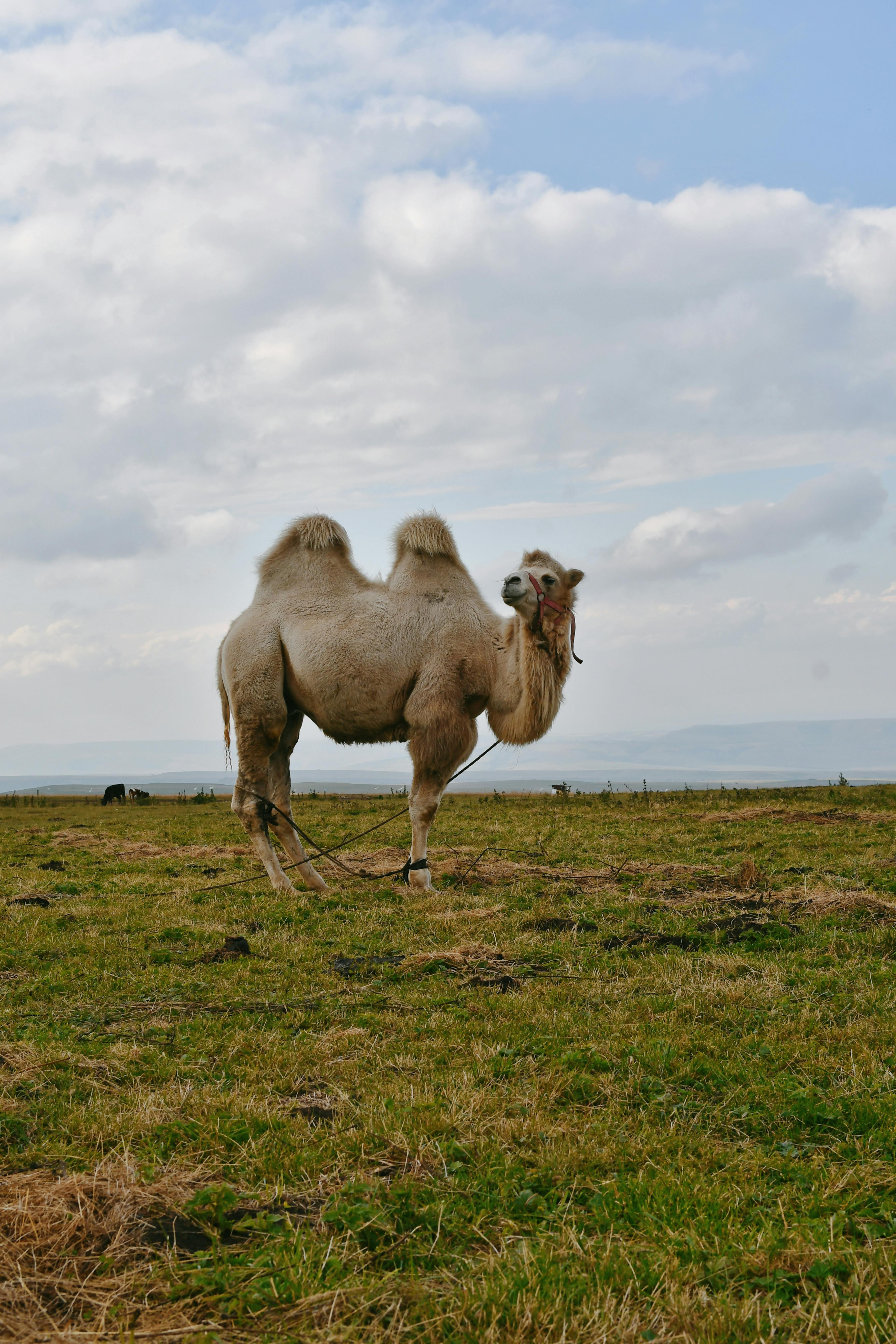 Camel with Rope on Field · Free Stock Photo