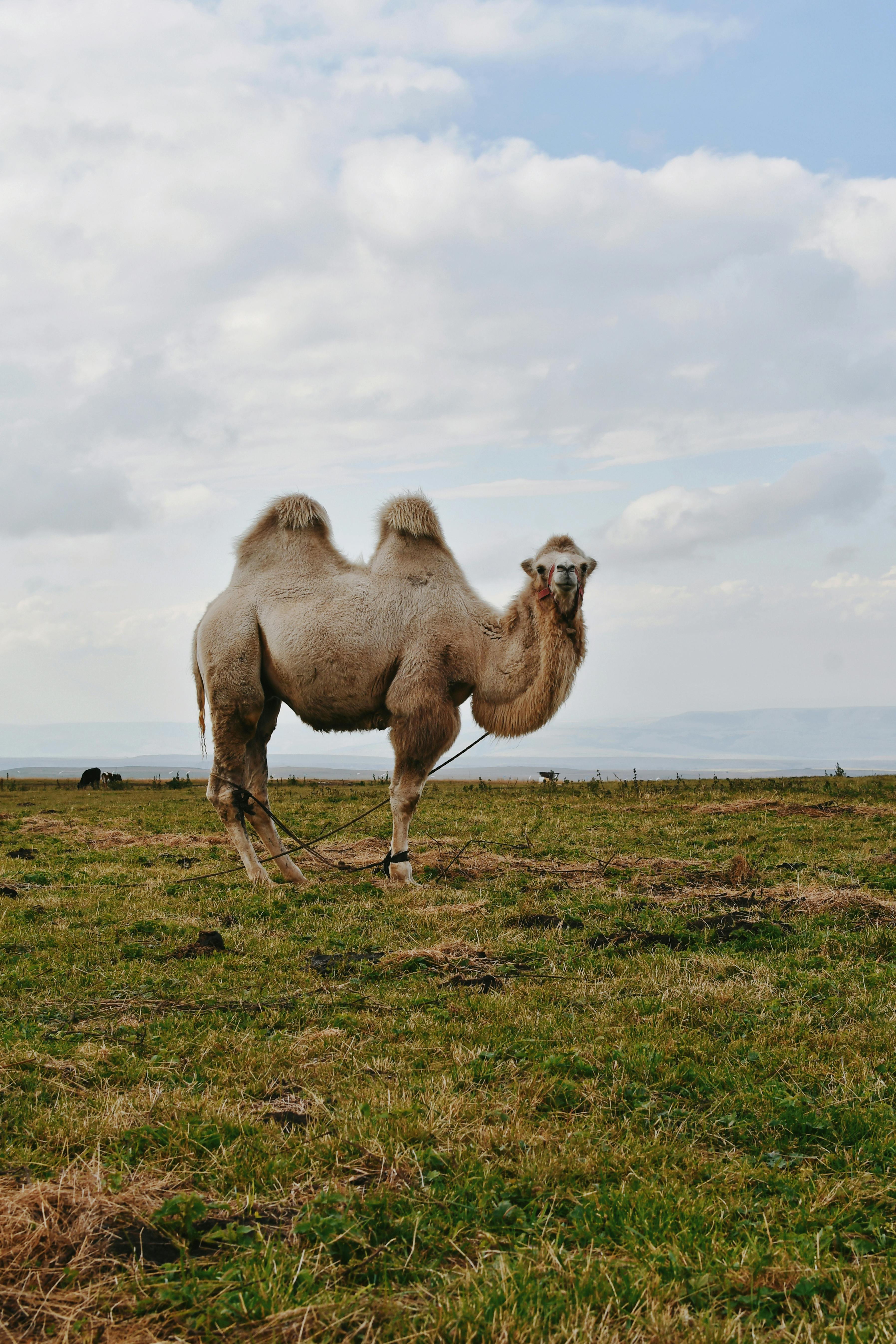 Camel with Rope on Field · Free Stock Photo