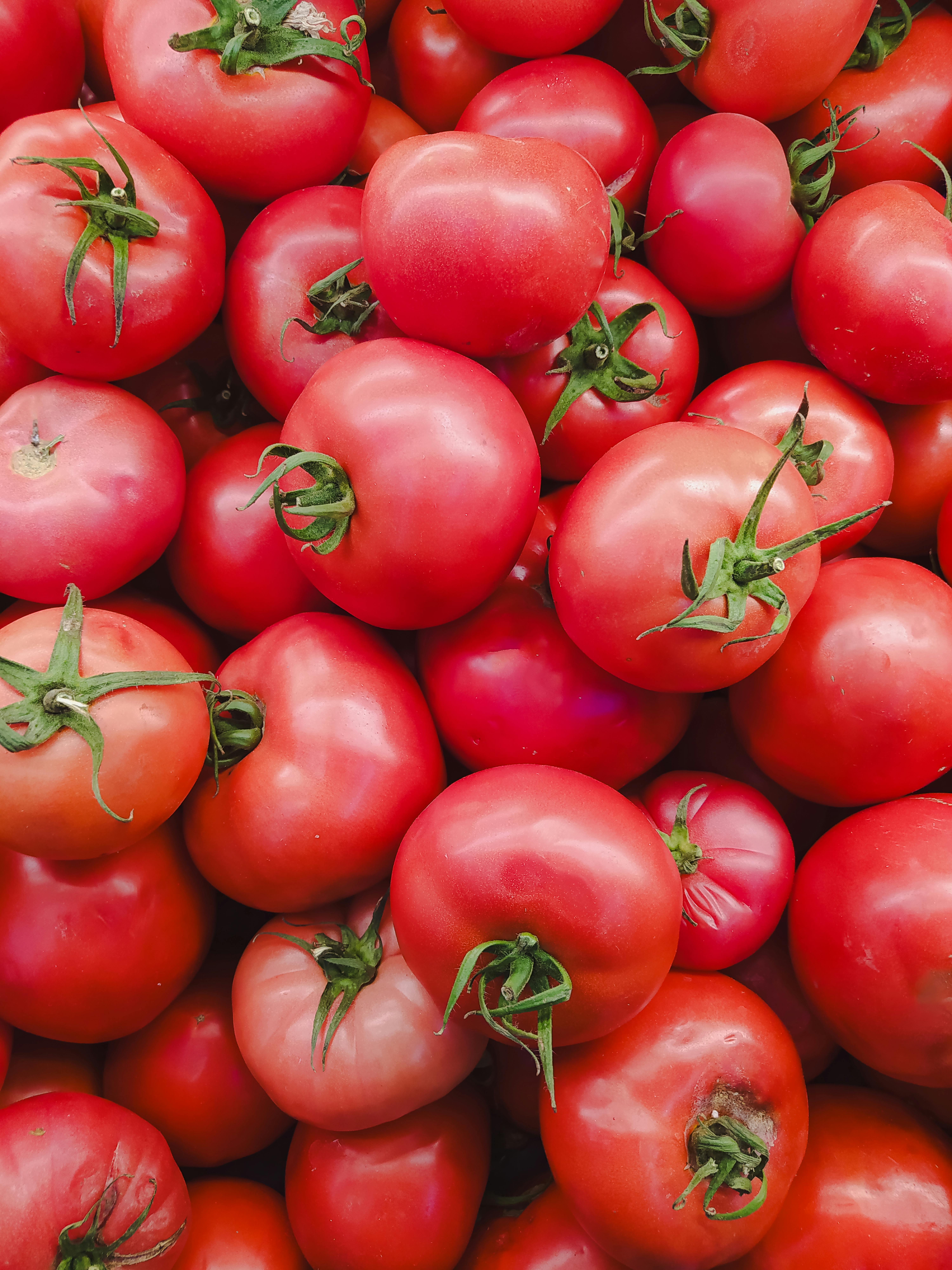 Two Red Tomatoes · Free Stock Photo