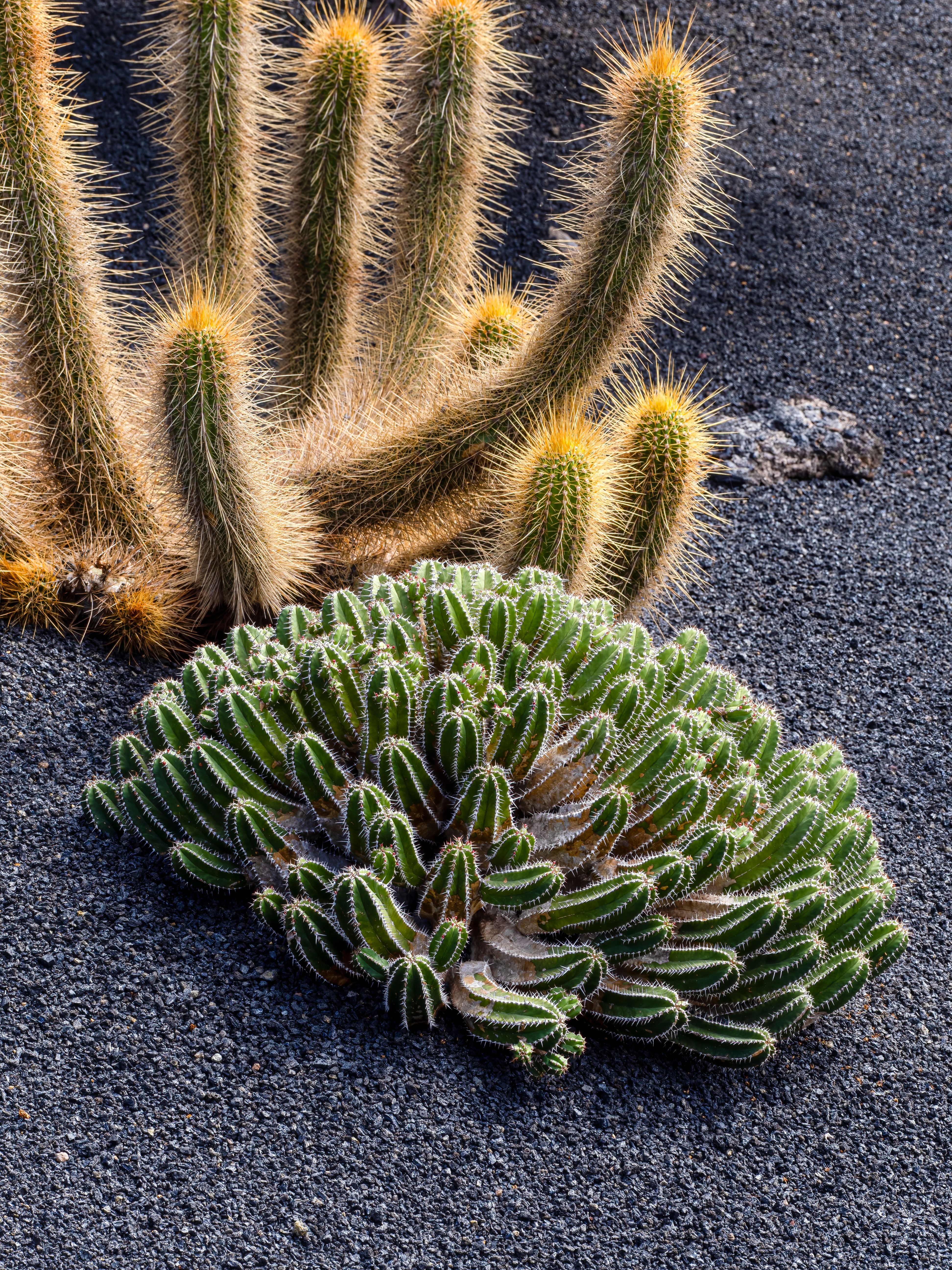 Ecosystem In Graphics Photos, Download The BEST Free Ecosystem In ...