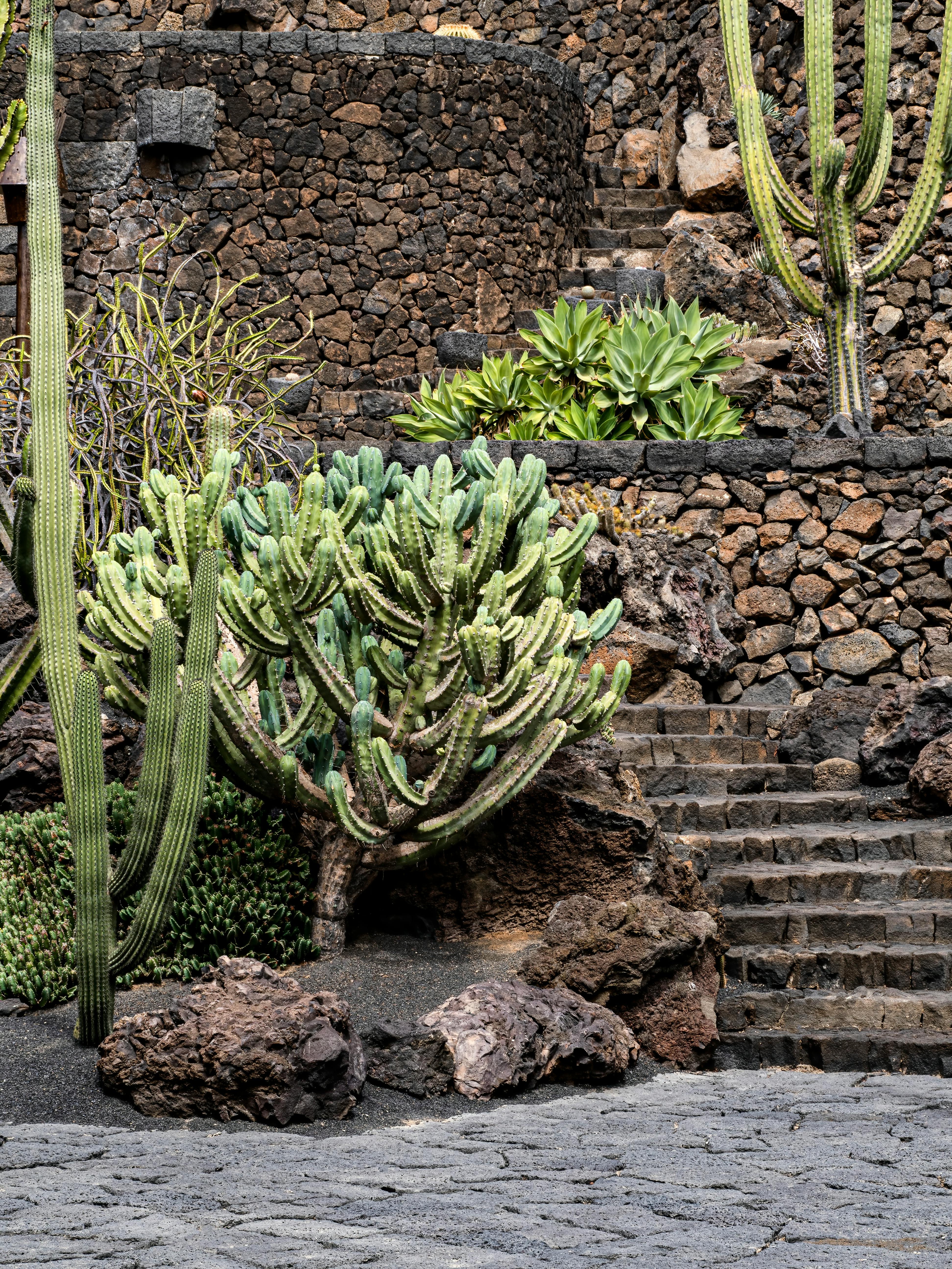 Cactus Plants by Stone Walls and Stairs · Free Stock Photo