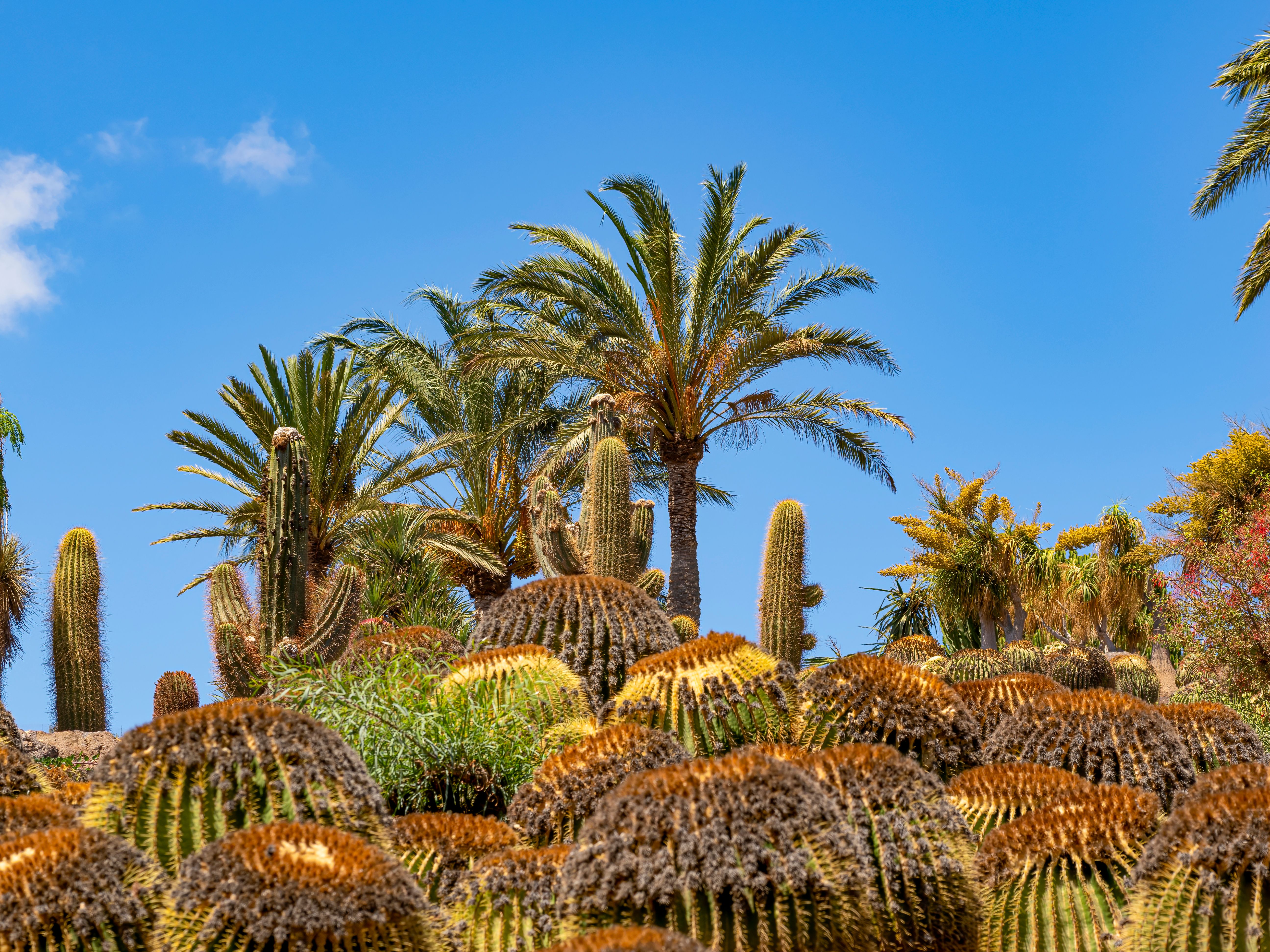 Cactus and Palm Trees · Free Stock Photo