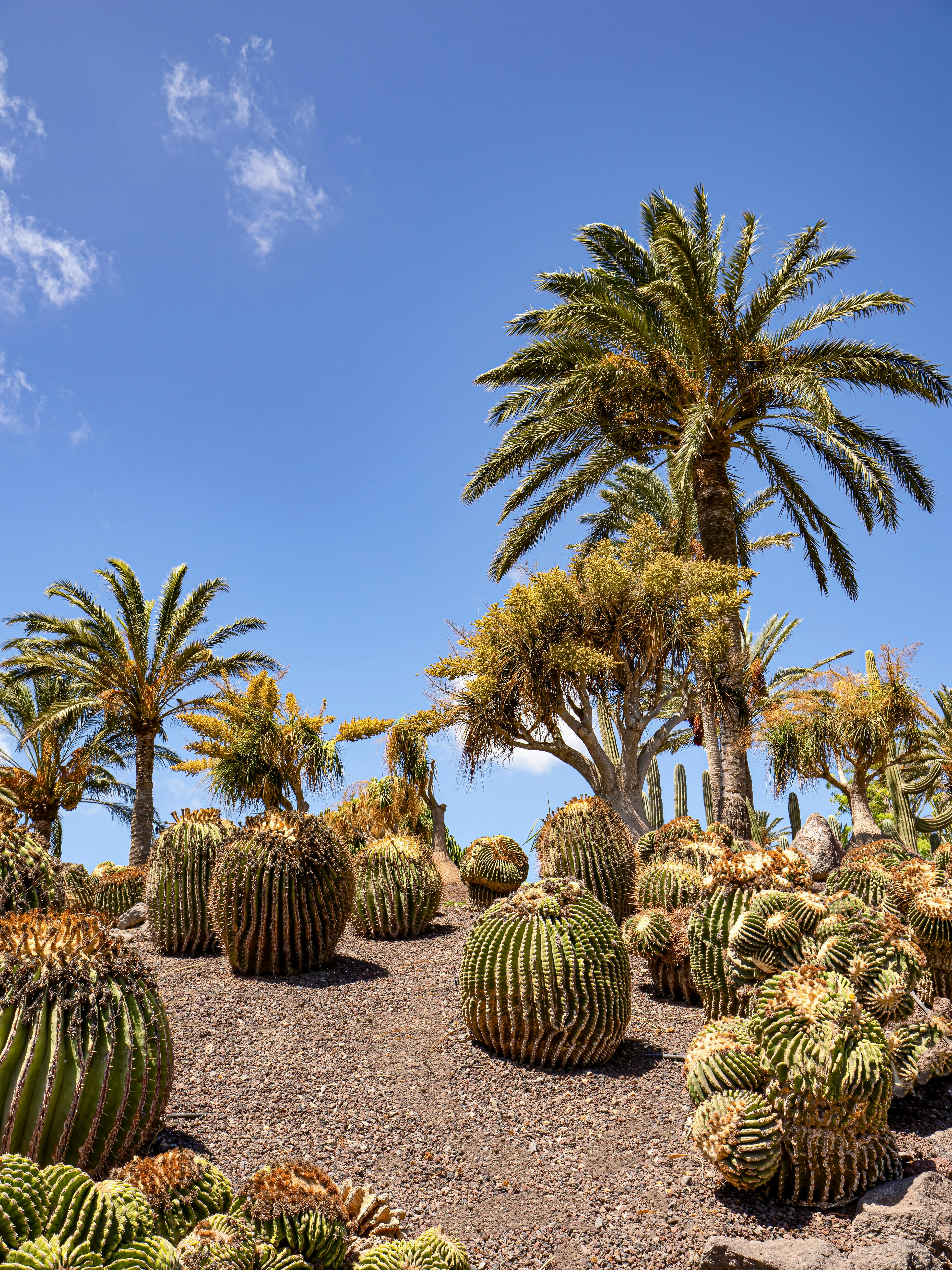 Palm Trees and Cactus Plants · Free Stock Photo