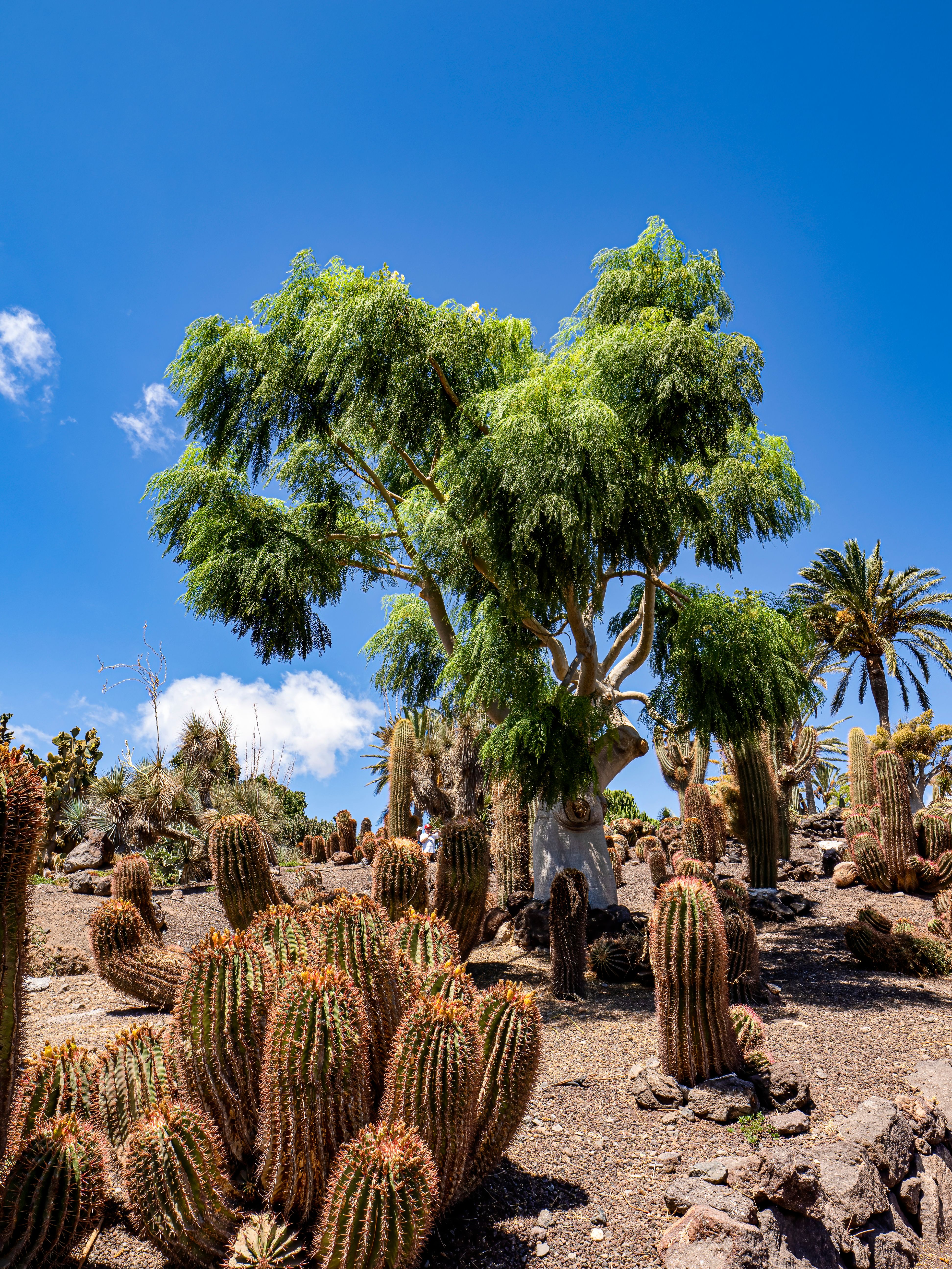 Cactus Plants and Trees · Free Stock Photo