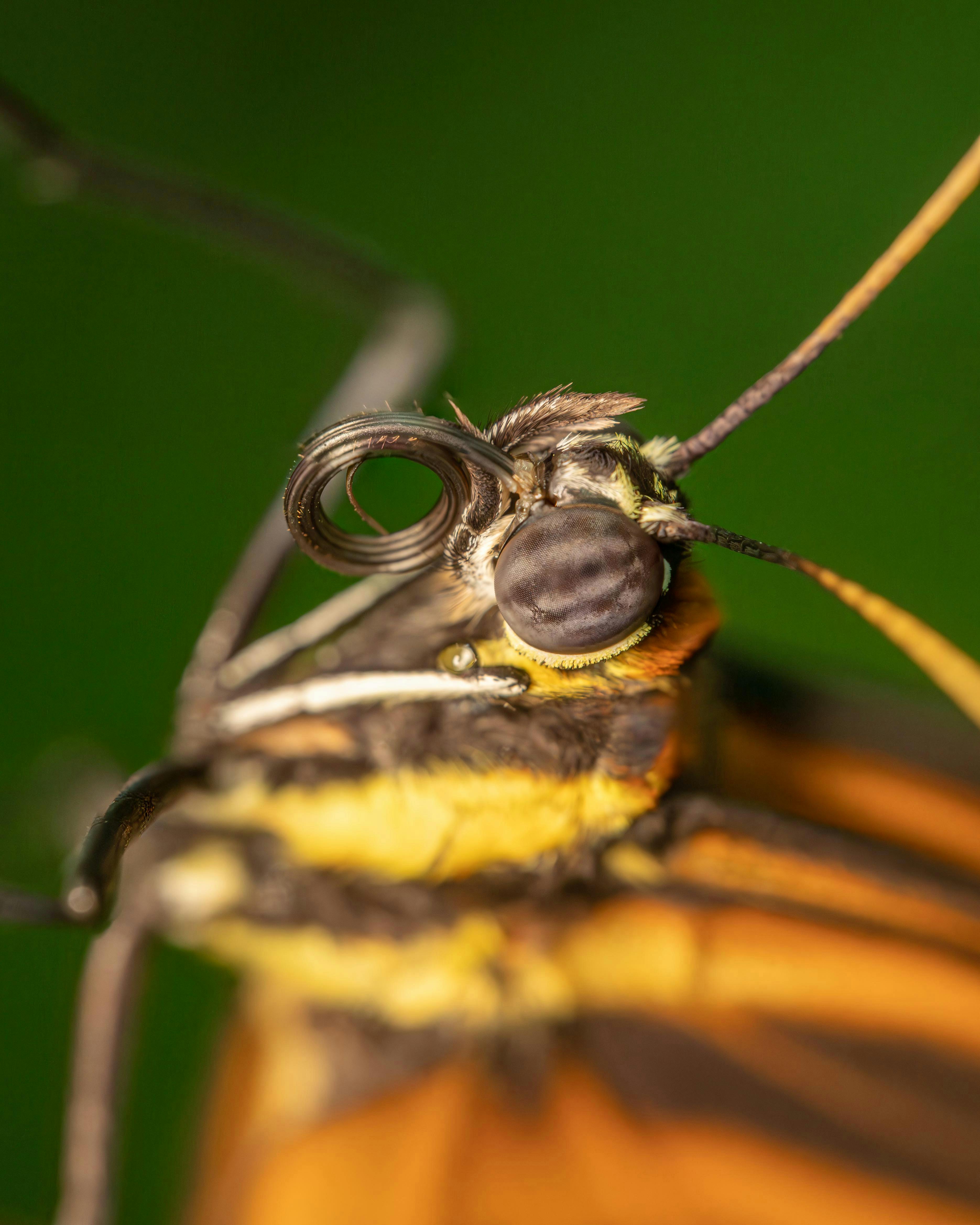 Nature Animal Photos, Download The BEST Free Nature Animal Stock Photos ...