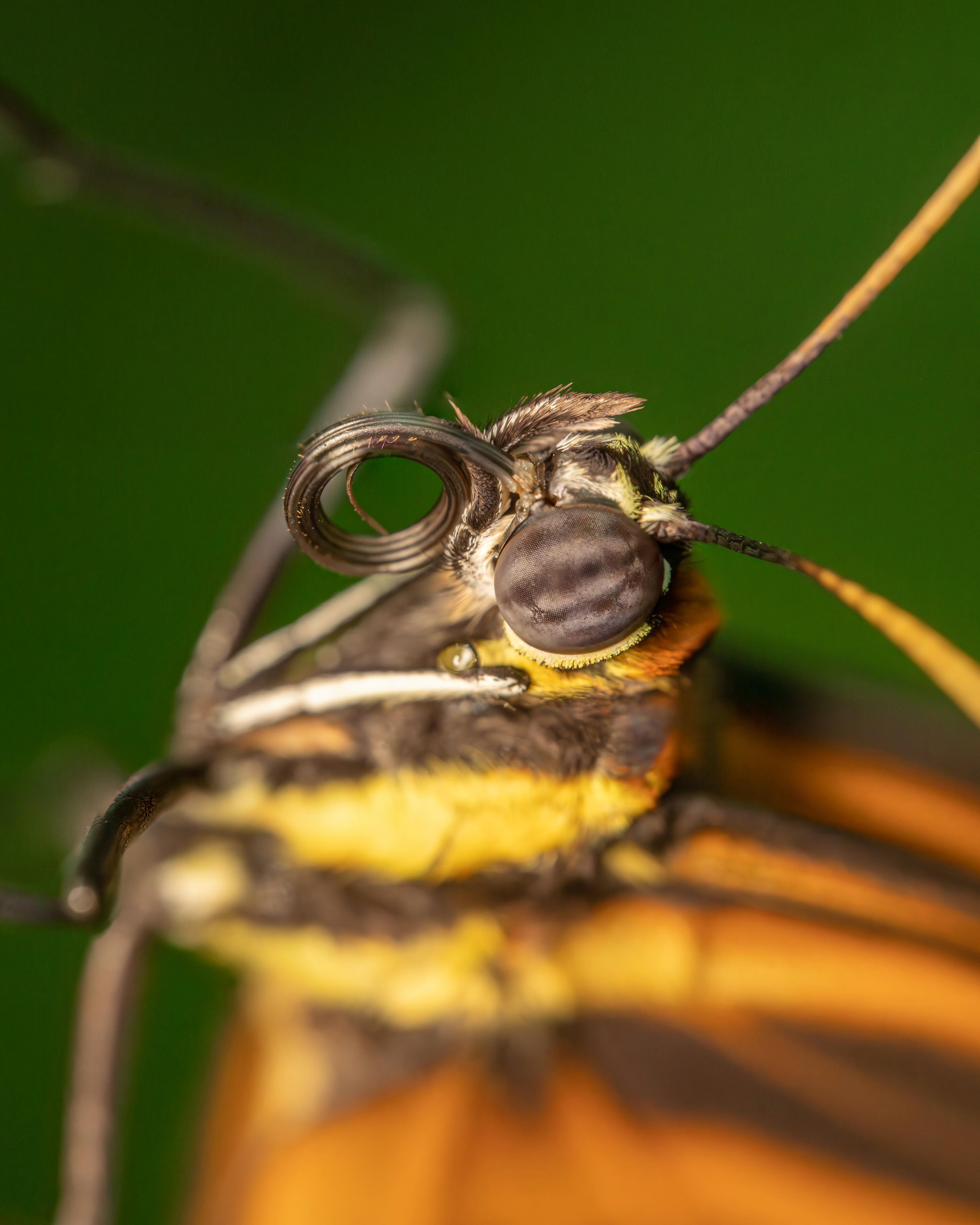 Close-up of the Head of a Butterfly · Free Stock Photo
