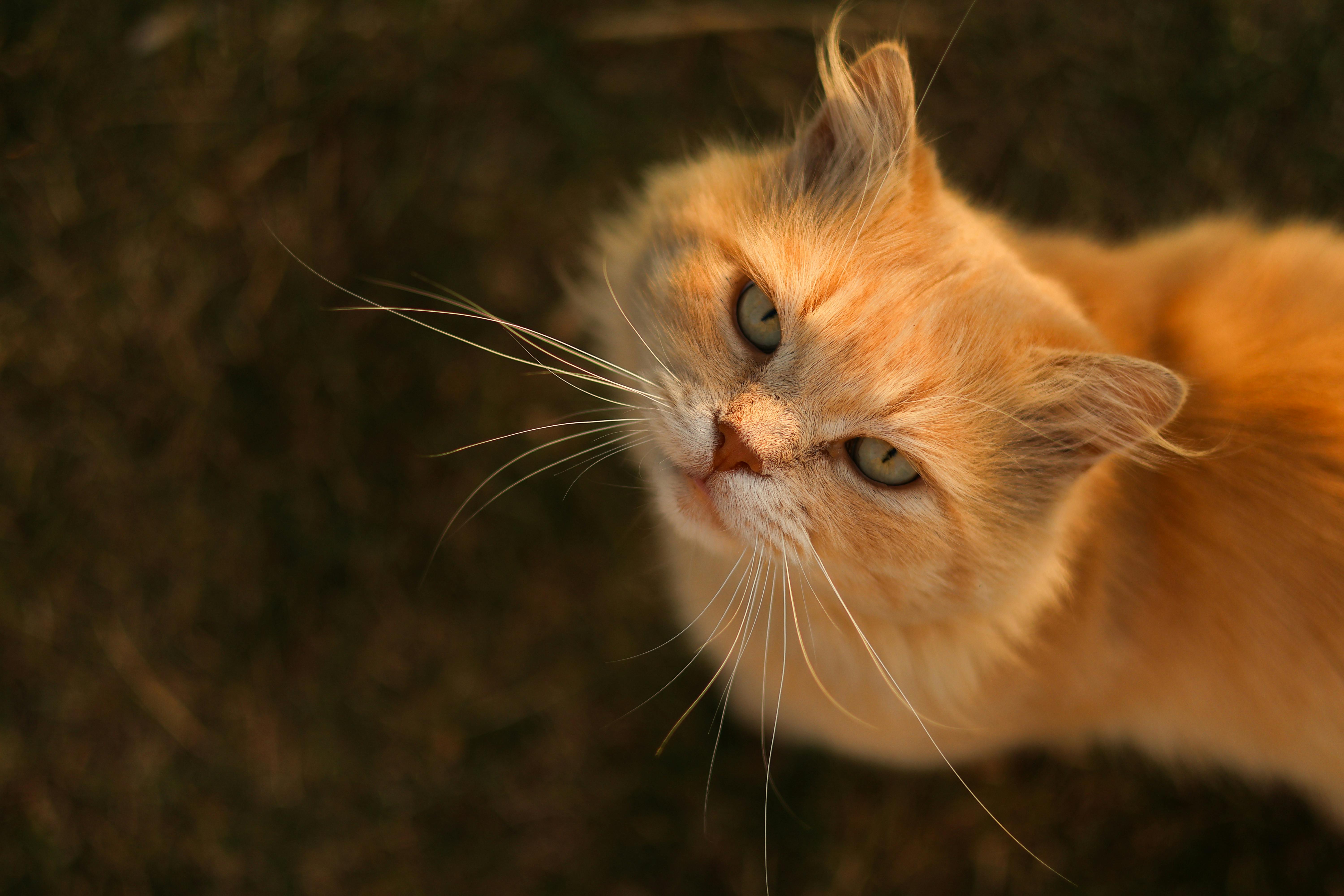Head of Cat Looking Up · Free Stock Photo