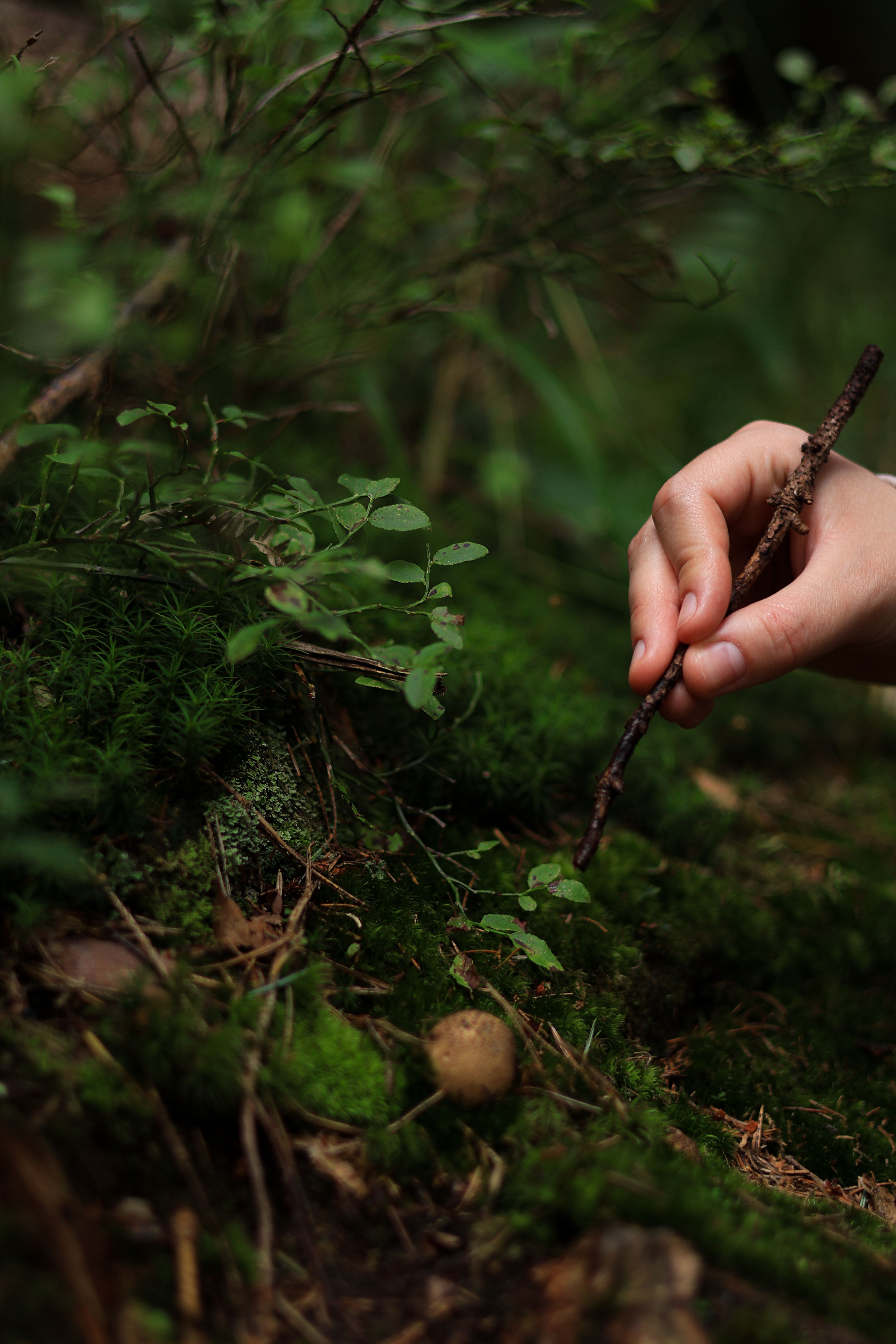 Close-up of a Person Holding a Stick in the Forest · Free Stock Photo