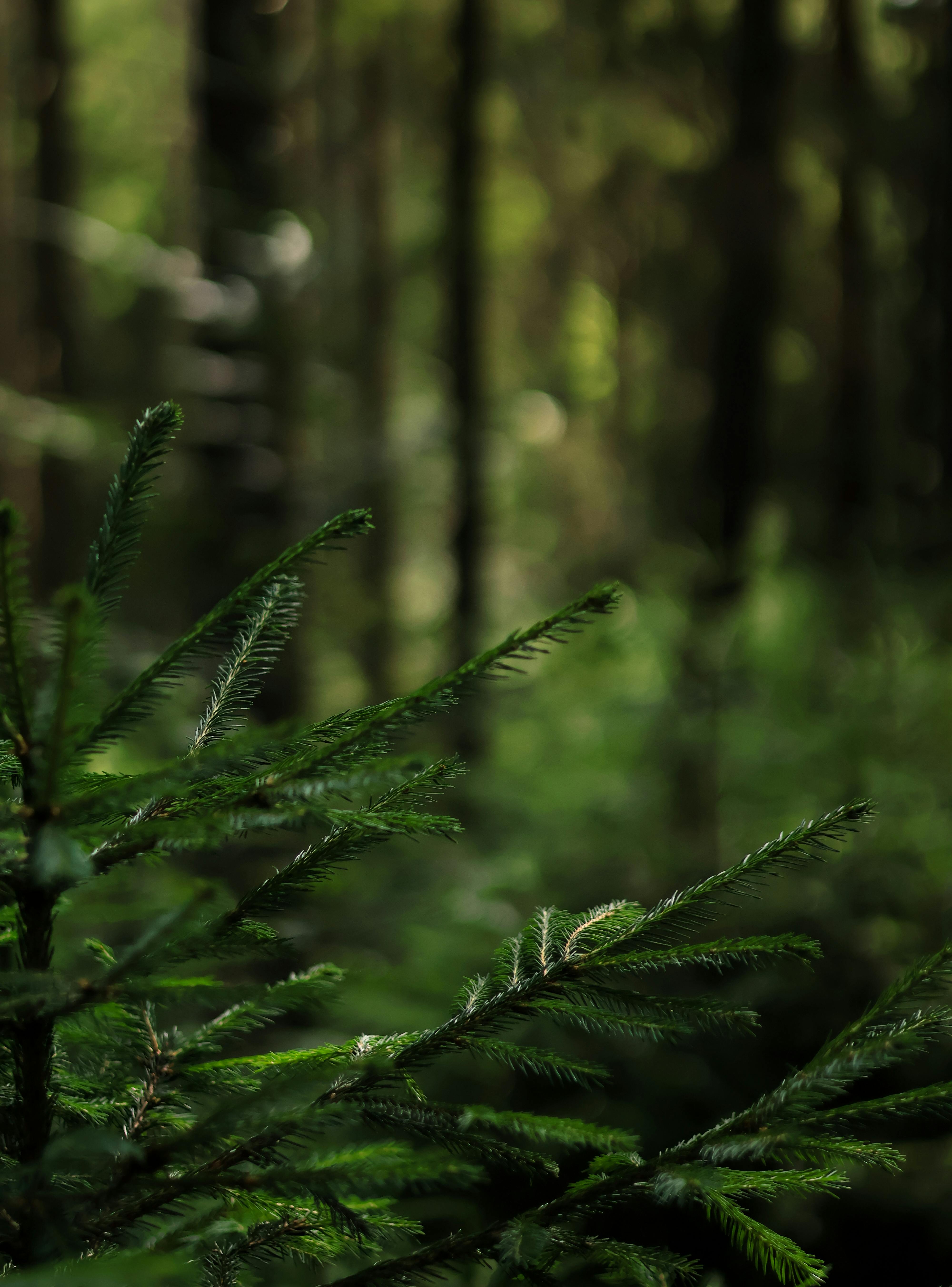 Evergreen Tree in Forest · Free Stock Photo