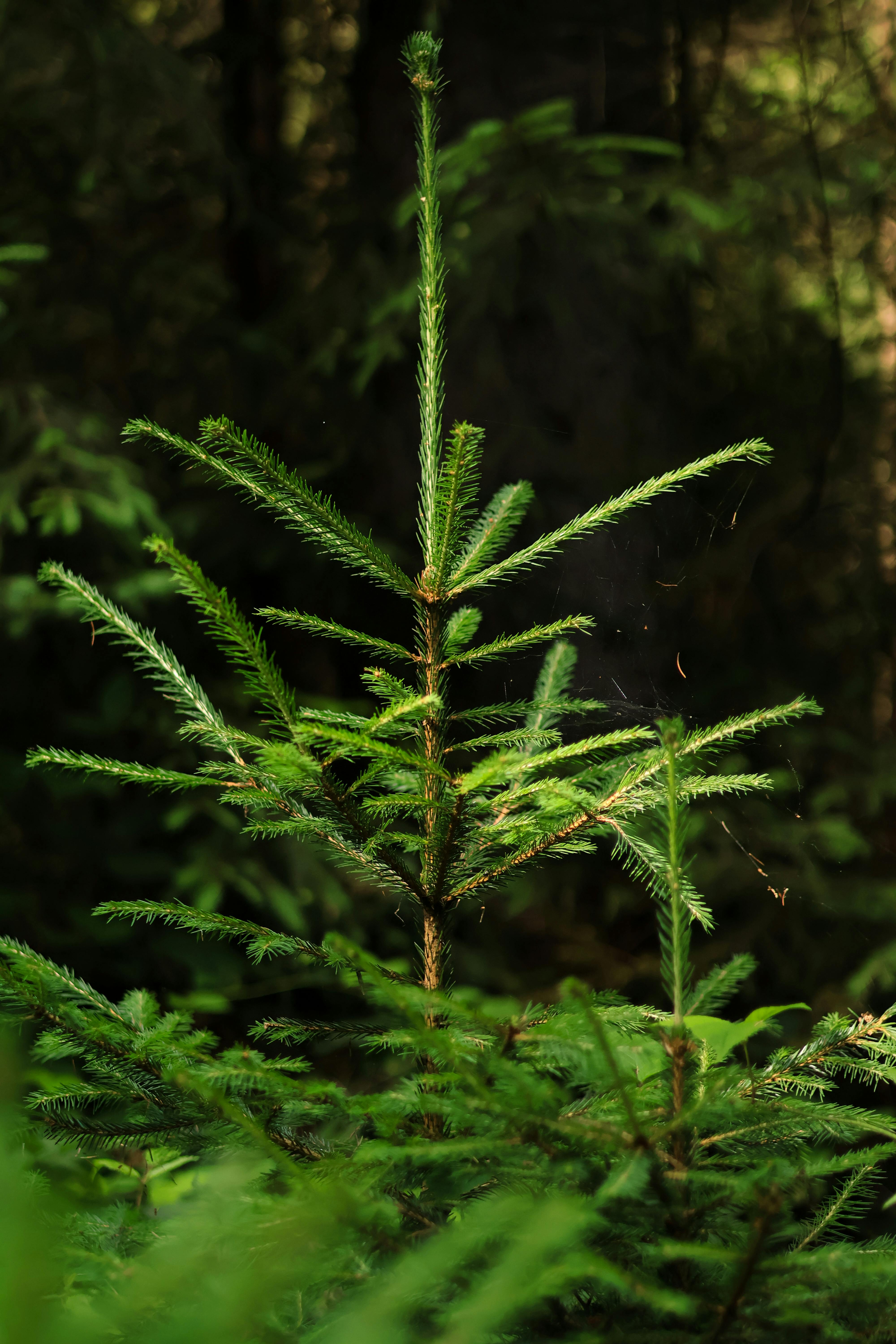 Car Approaching a Dark Tunnel in a Forest · Free Stock Photo