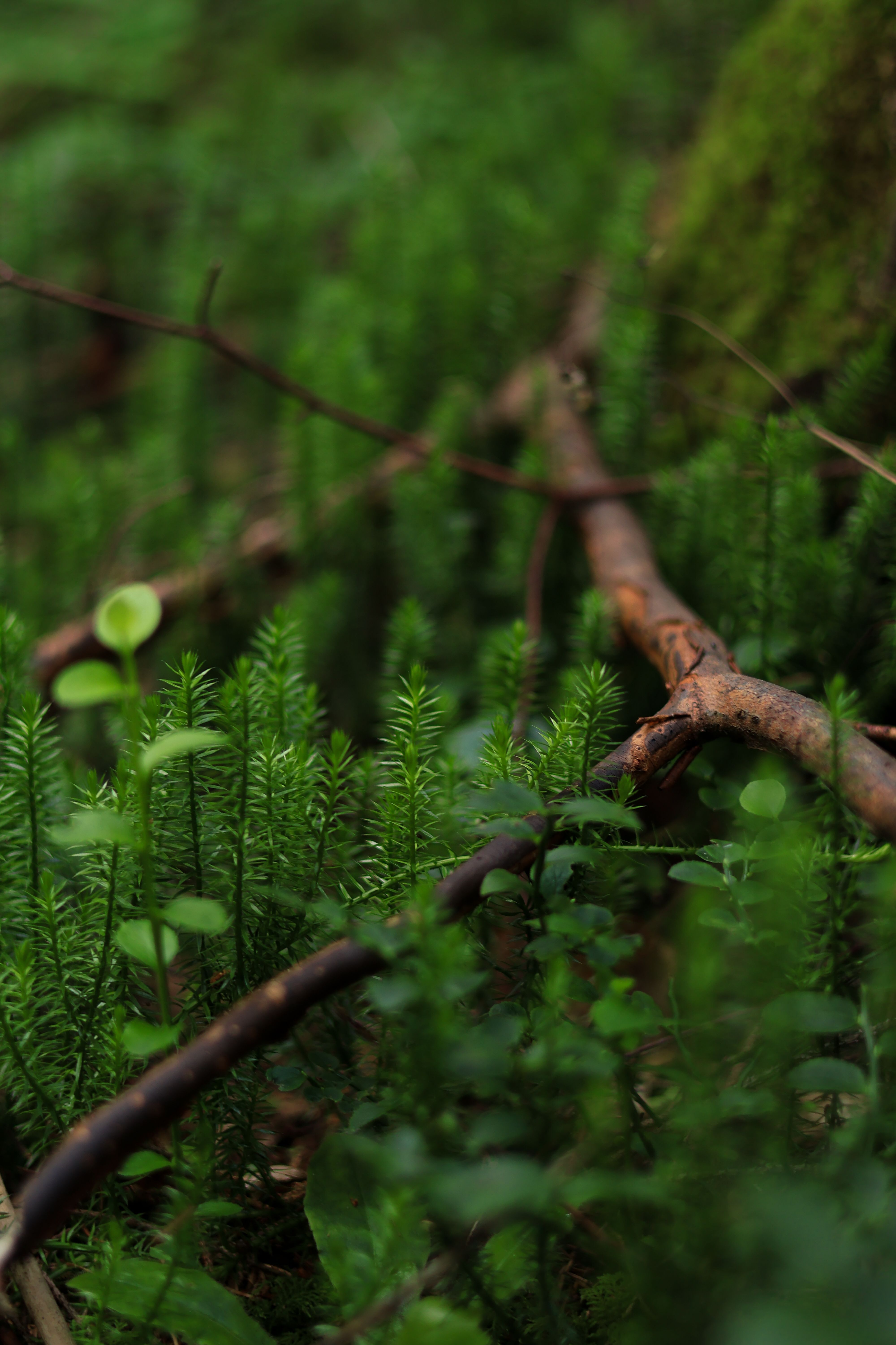 Branches among Forest Plants · Free Stock Photo