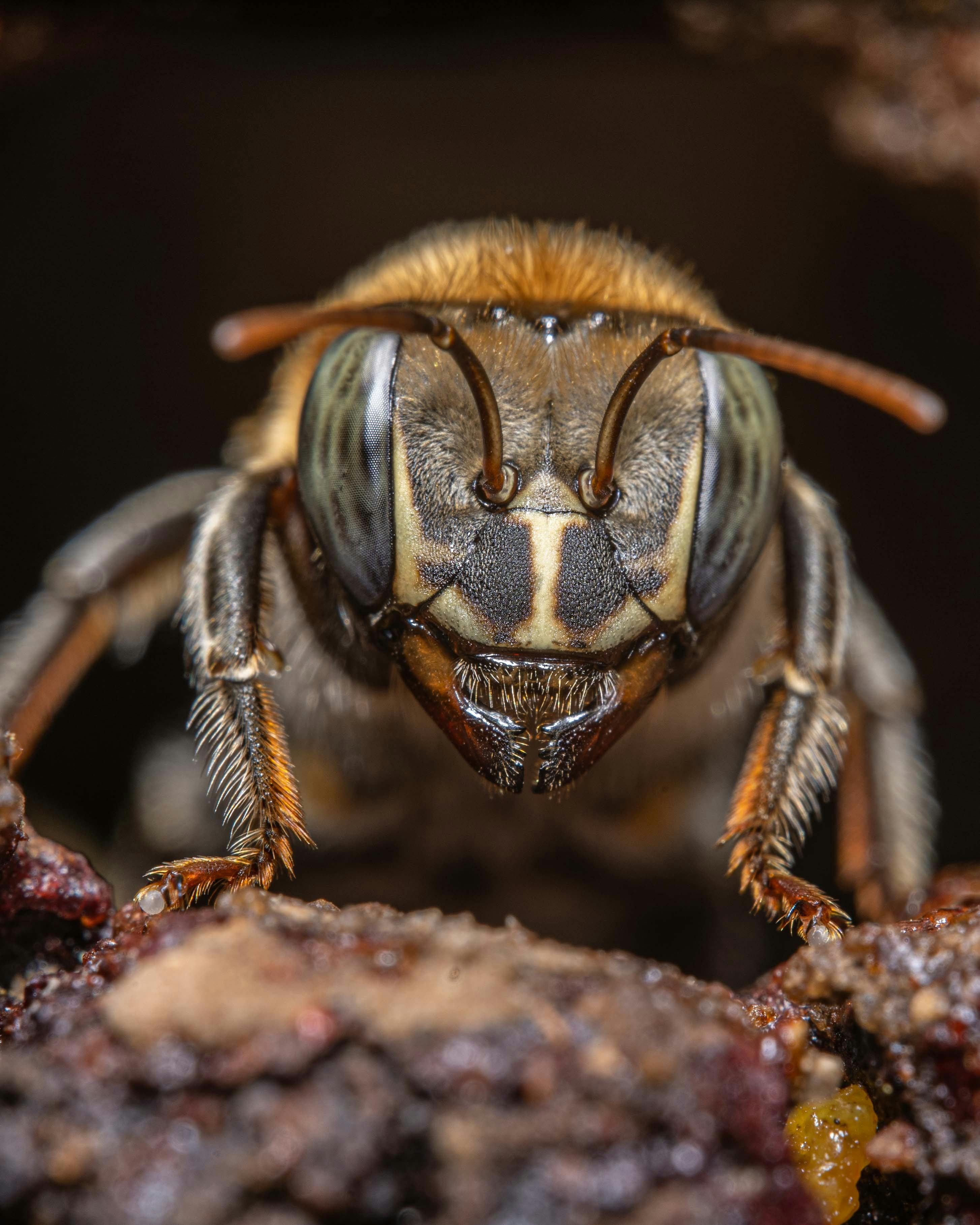 Yellow Jacket Wasp Macro Photography · Free Stock Photo