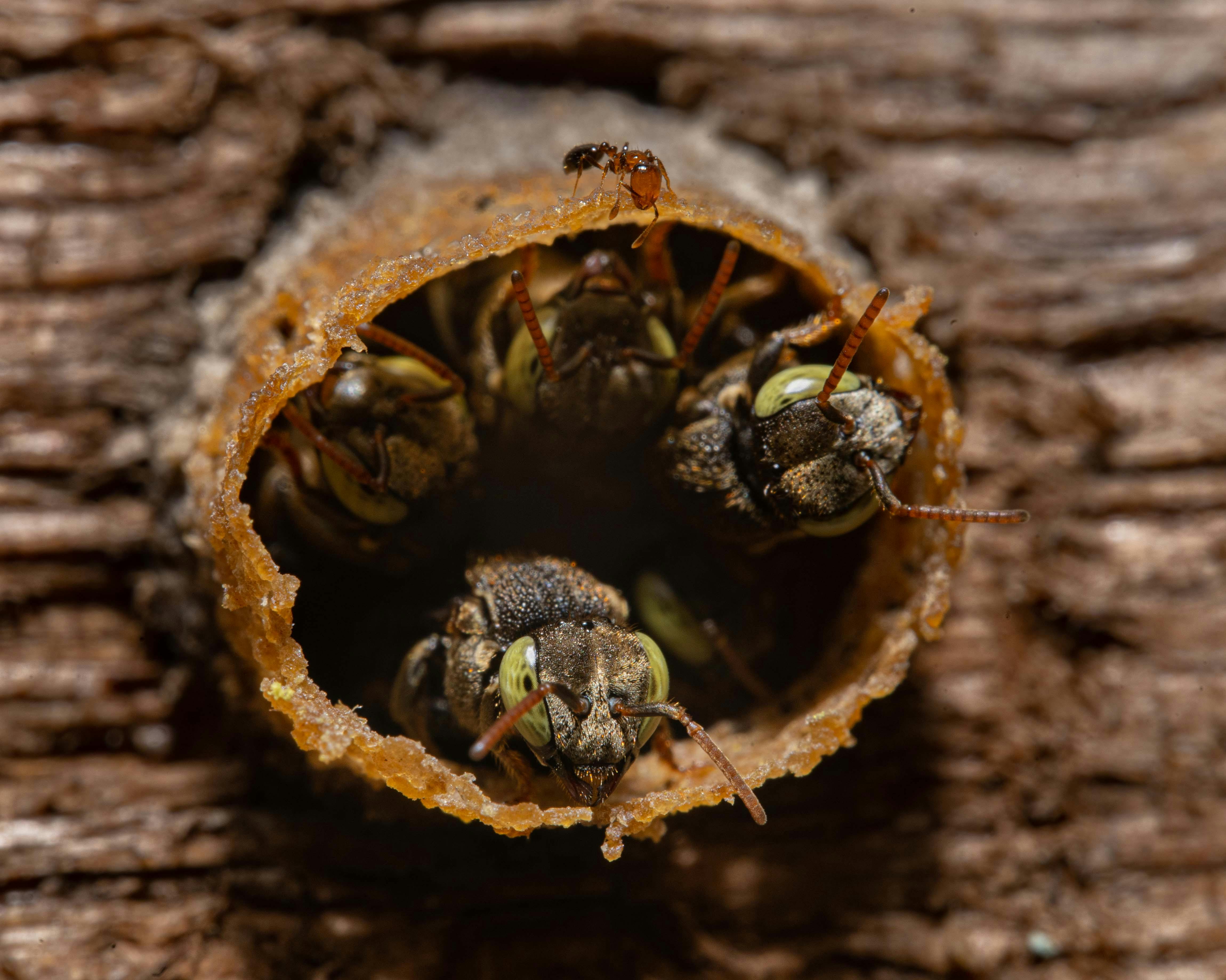 Bees in Hive · Free Stock Photo