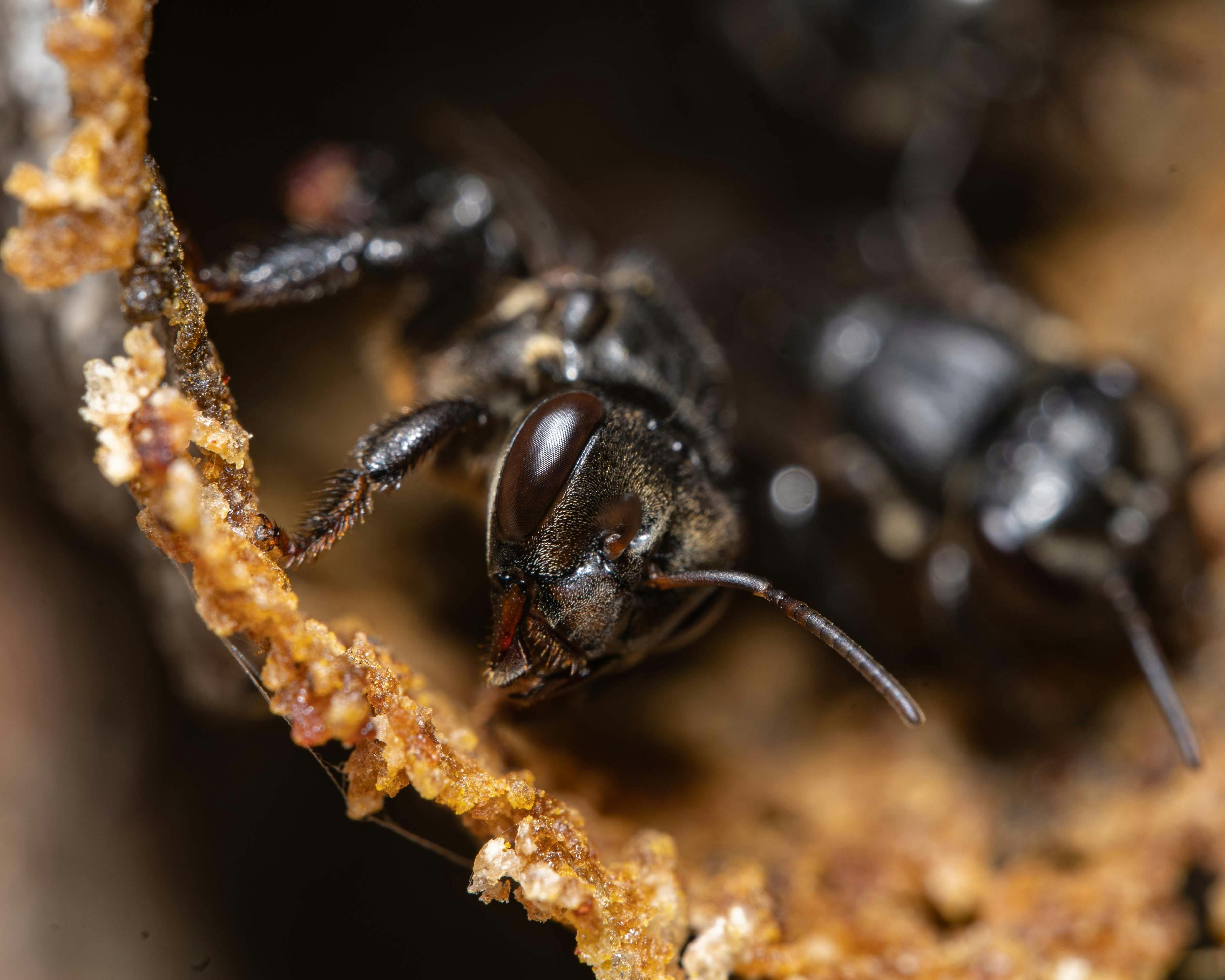 Bees in Hive · Free Stock Photo