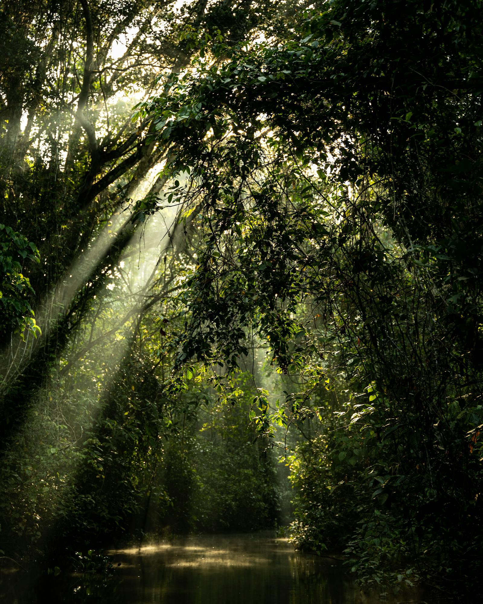 Forest Canopy Photos, Download The BEST Free Forest Canopy Stock Photos ...