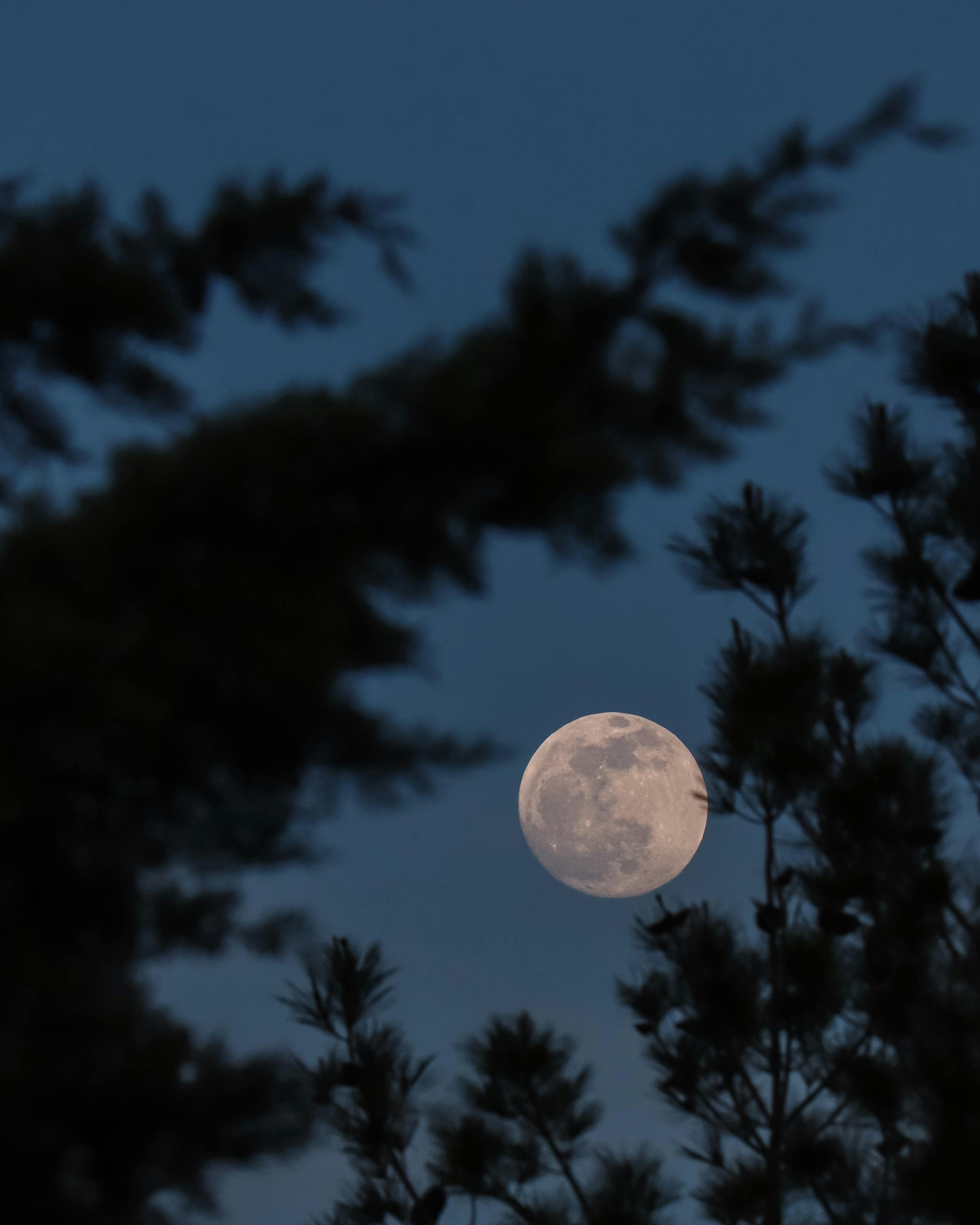 Full Moon among Branches · Free Stock Photo