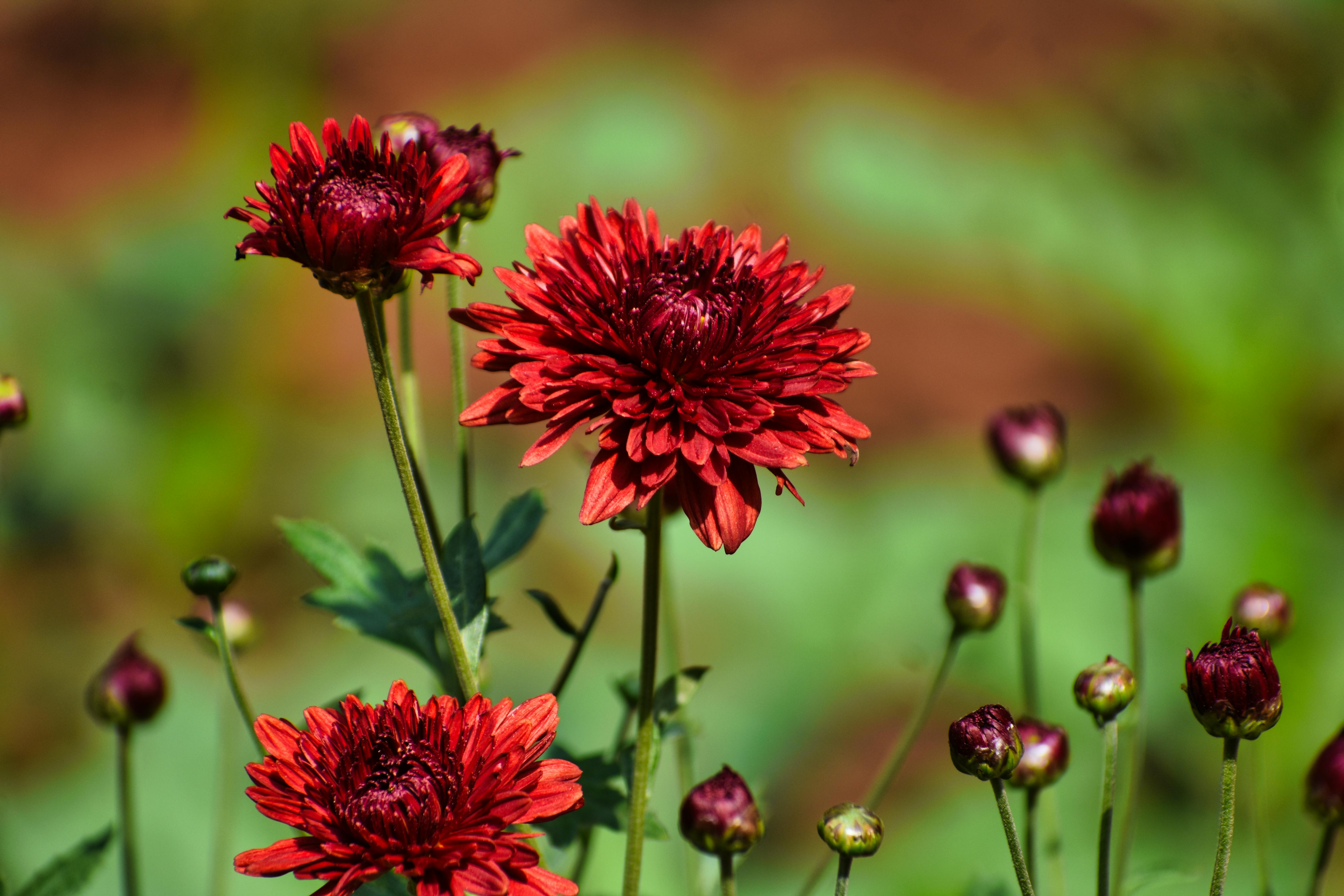 Close-up of Red Mums · Free Stock Photo