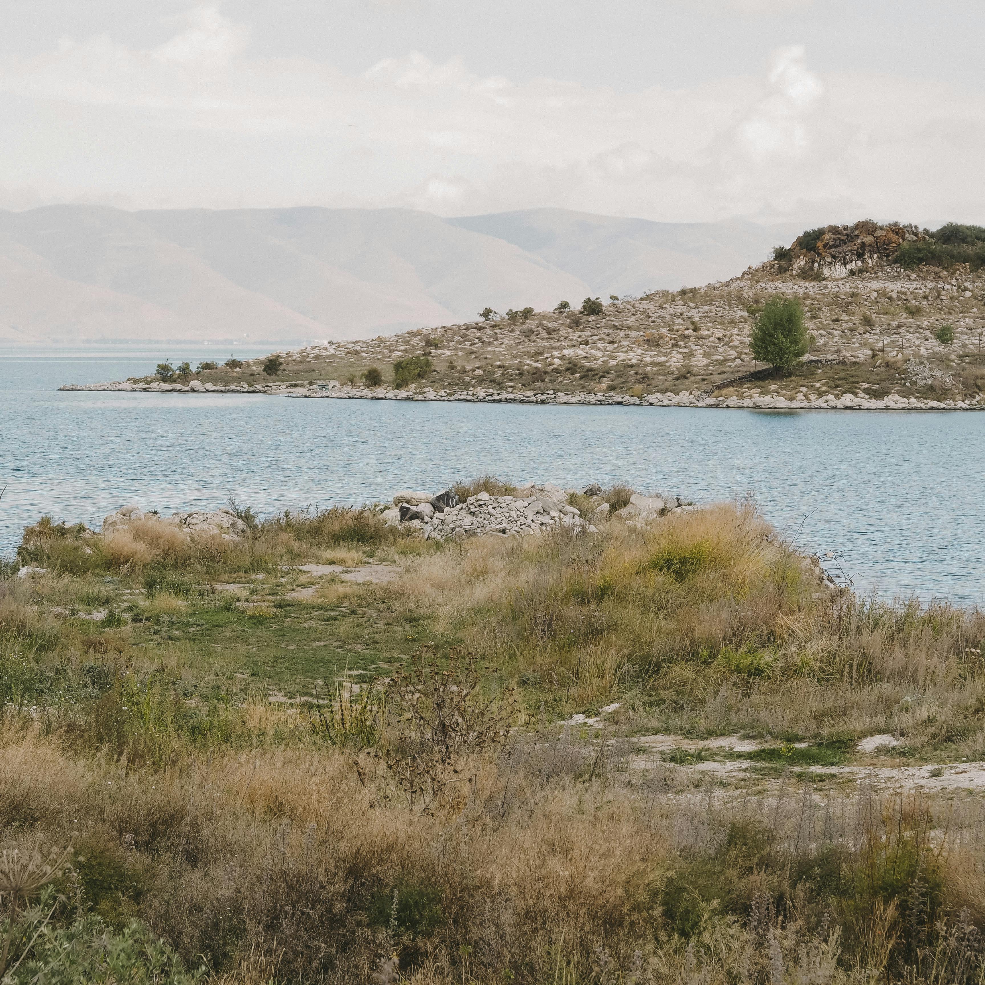 Bushes near River · Free Stock Photo