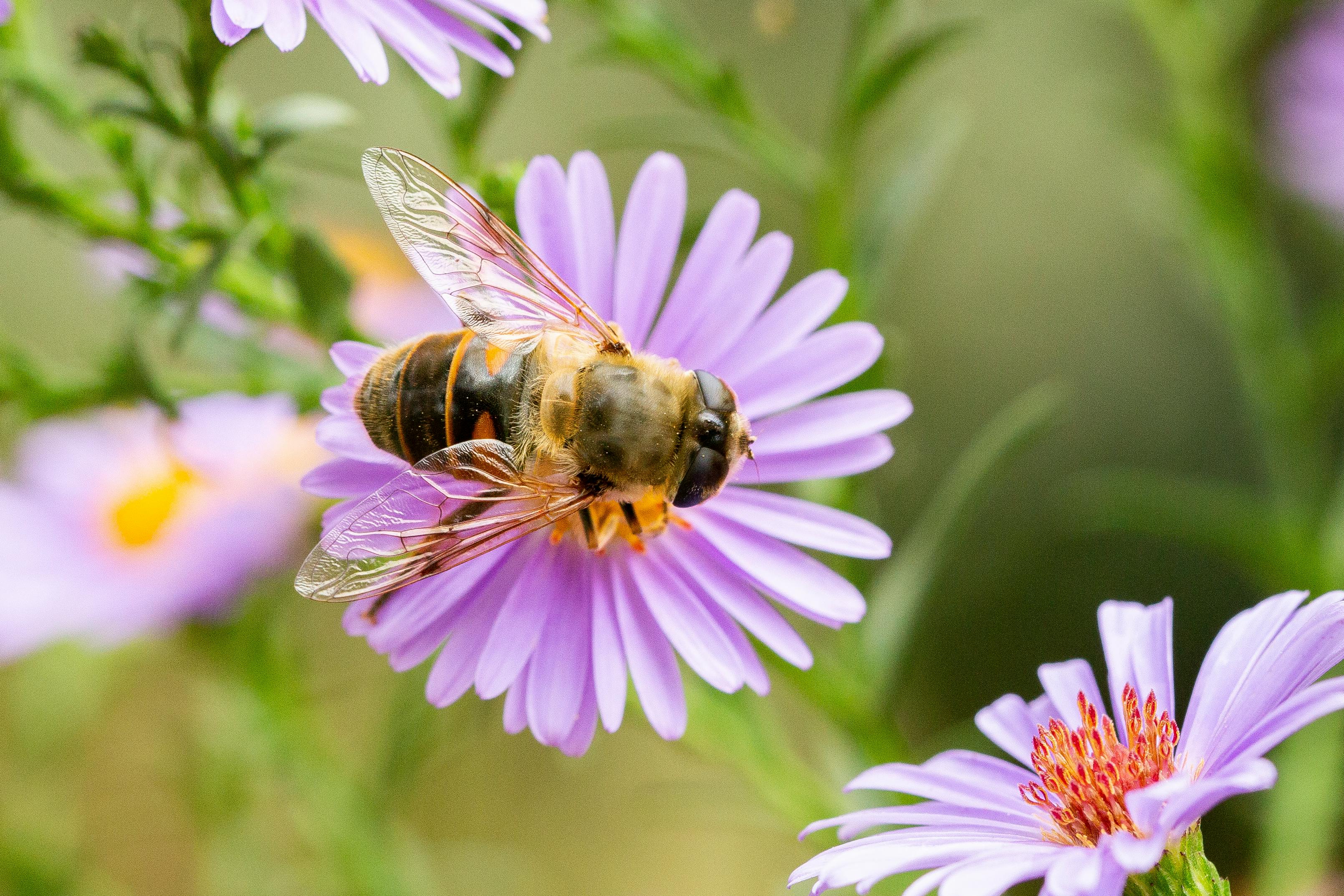 Bee on Flowers · Free Stock Photo
