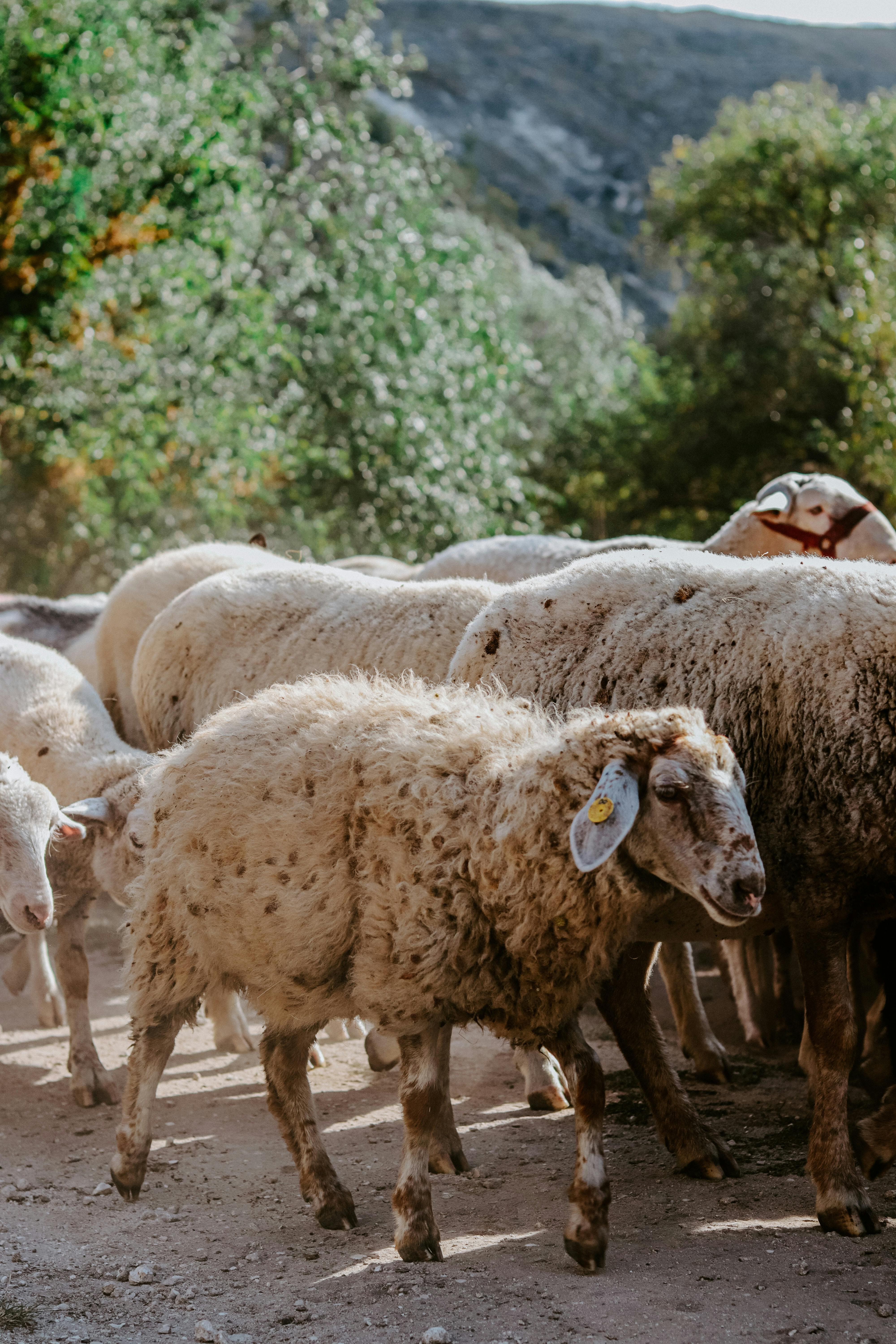 Sheep Image Photos, Download The BEST Free Sheep Image Stock Photos ...