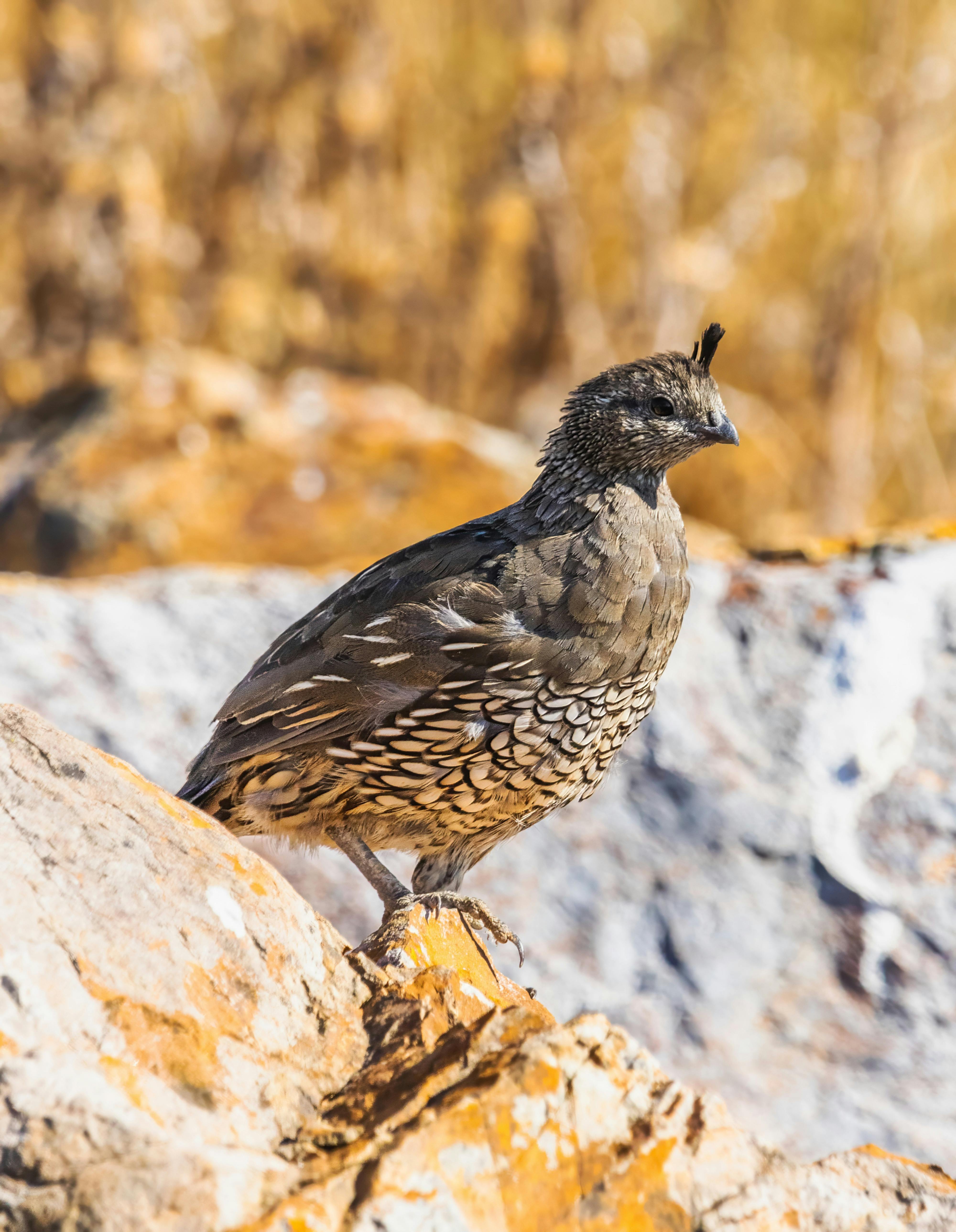 Close-up of Quail Perching on a Rock · Free Stock Photo