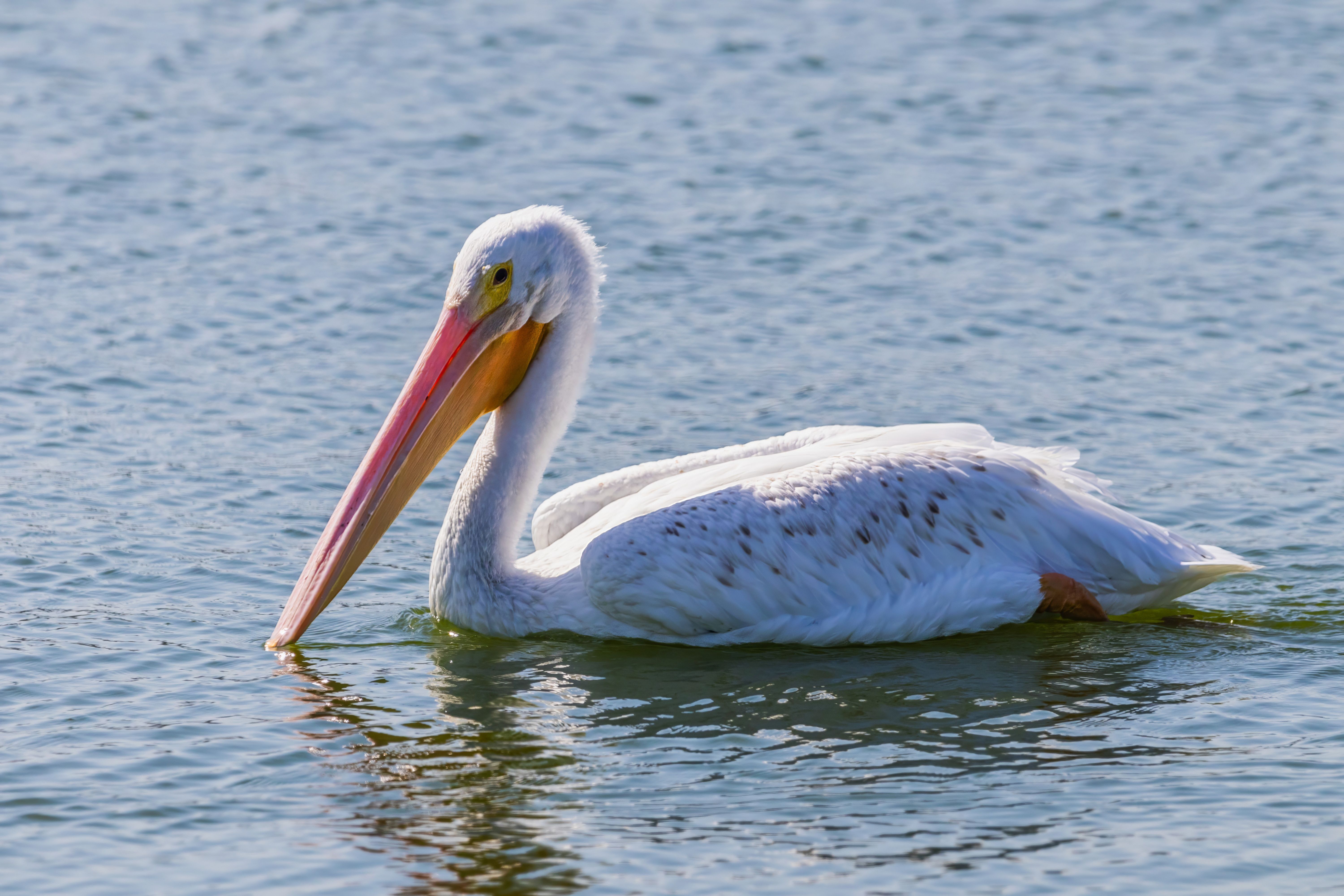 A Pelican by a Sea · Free Stock Photo