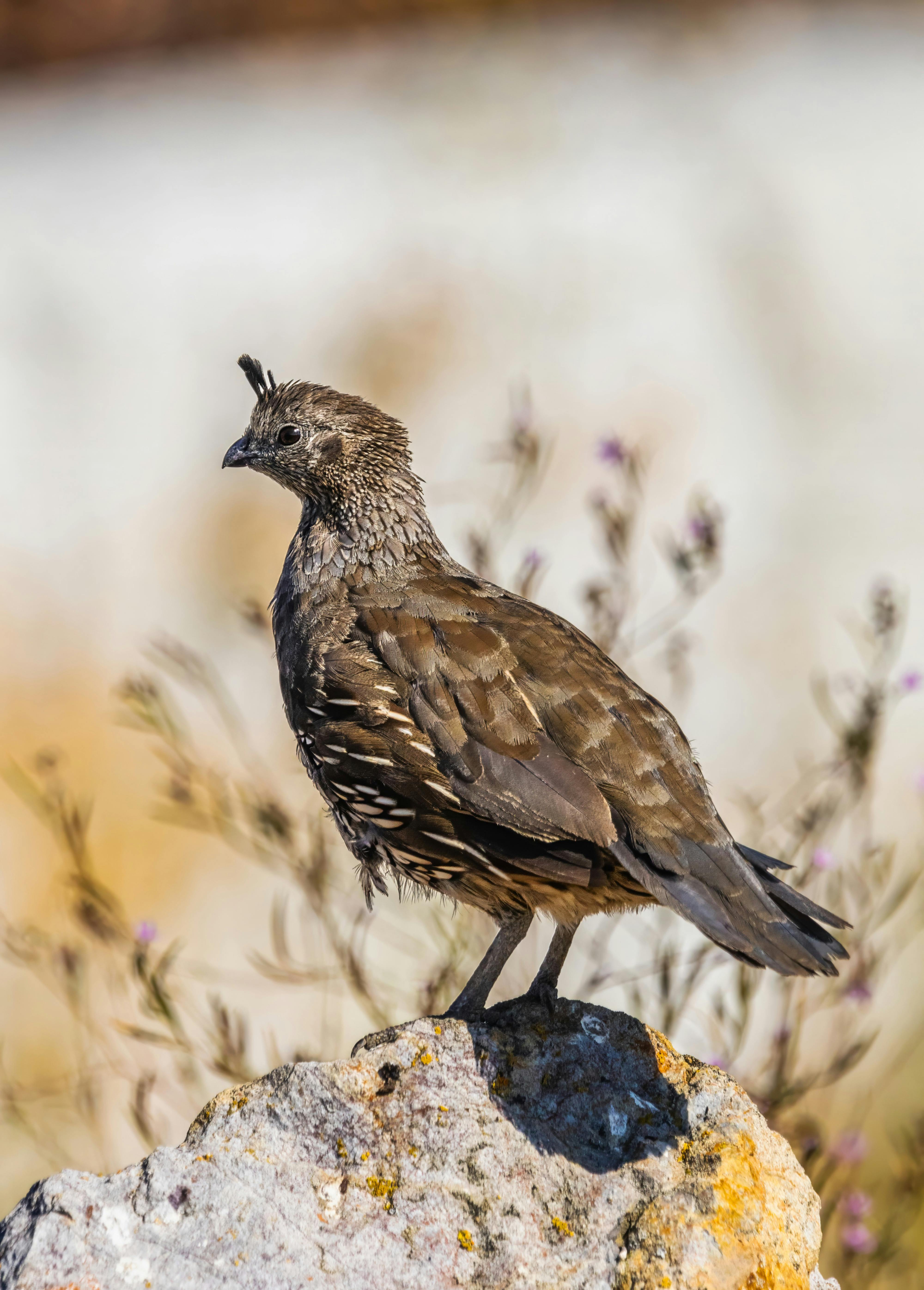California Quail in Close-Up Photography · Free Stock Photo