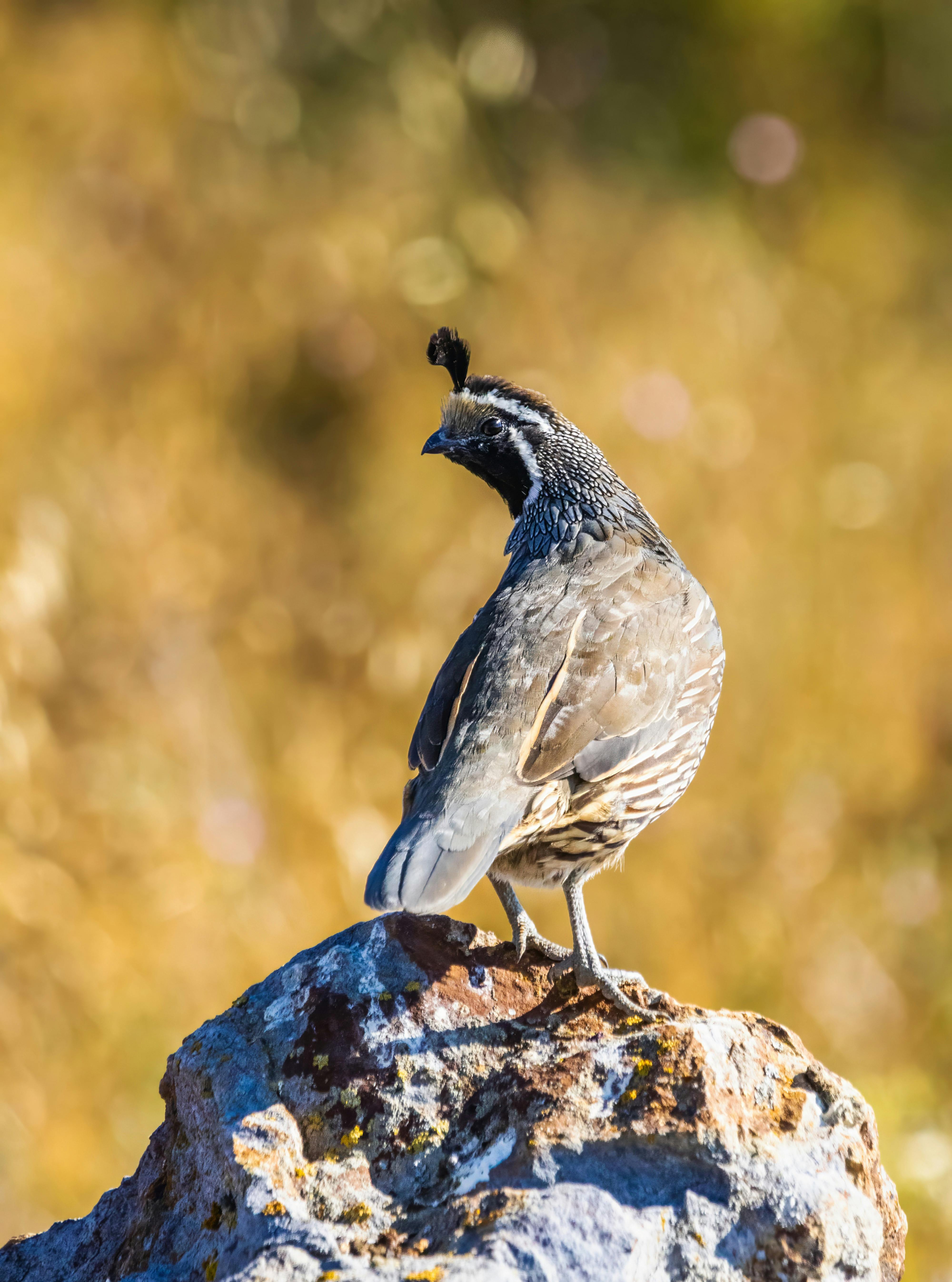 Quail Standing on a Rock · Free Stock Photo