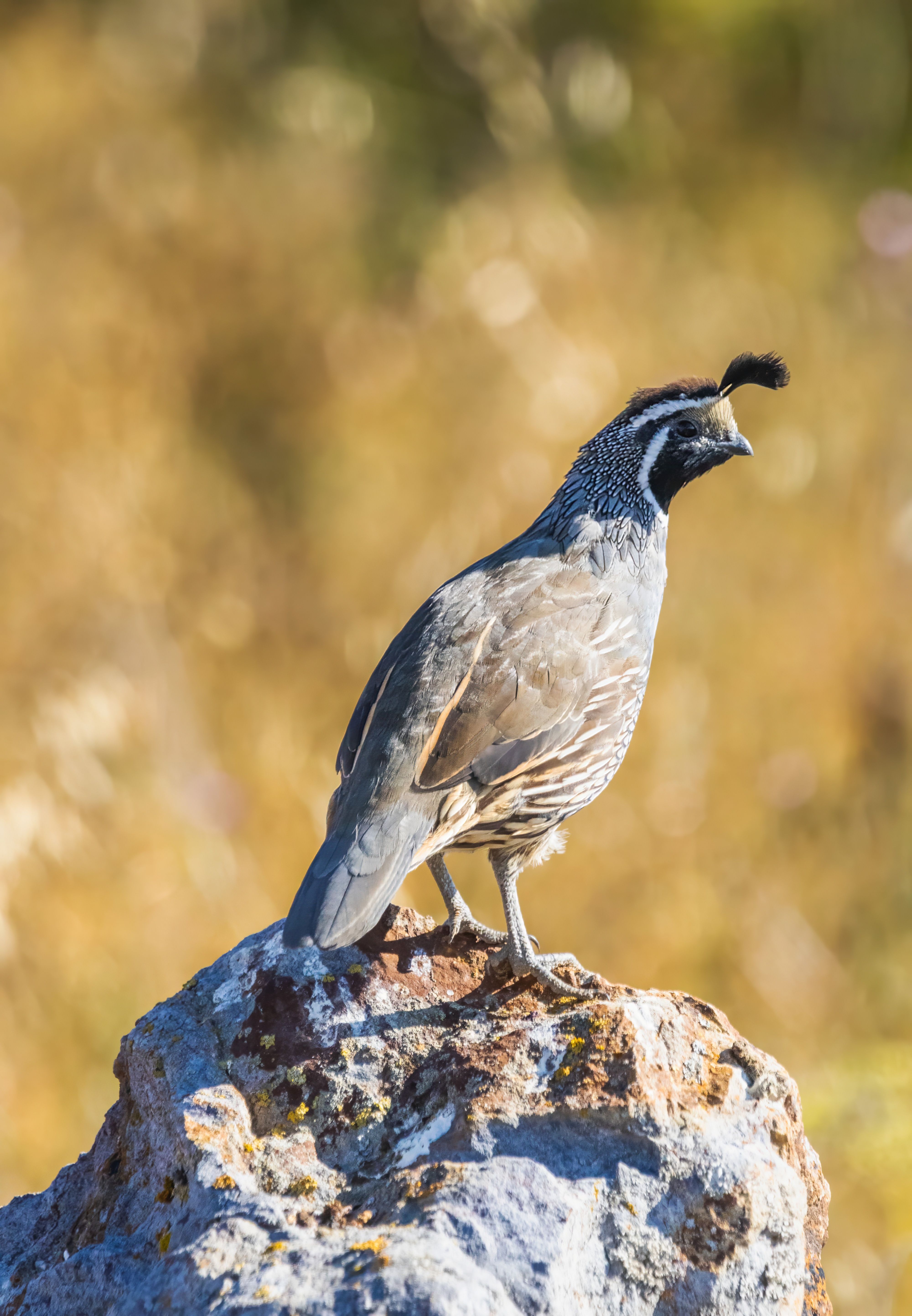 Close-up of a Quail · Free Stock Photo
