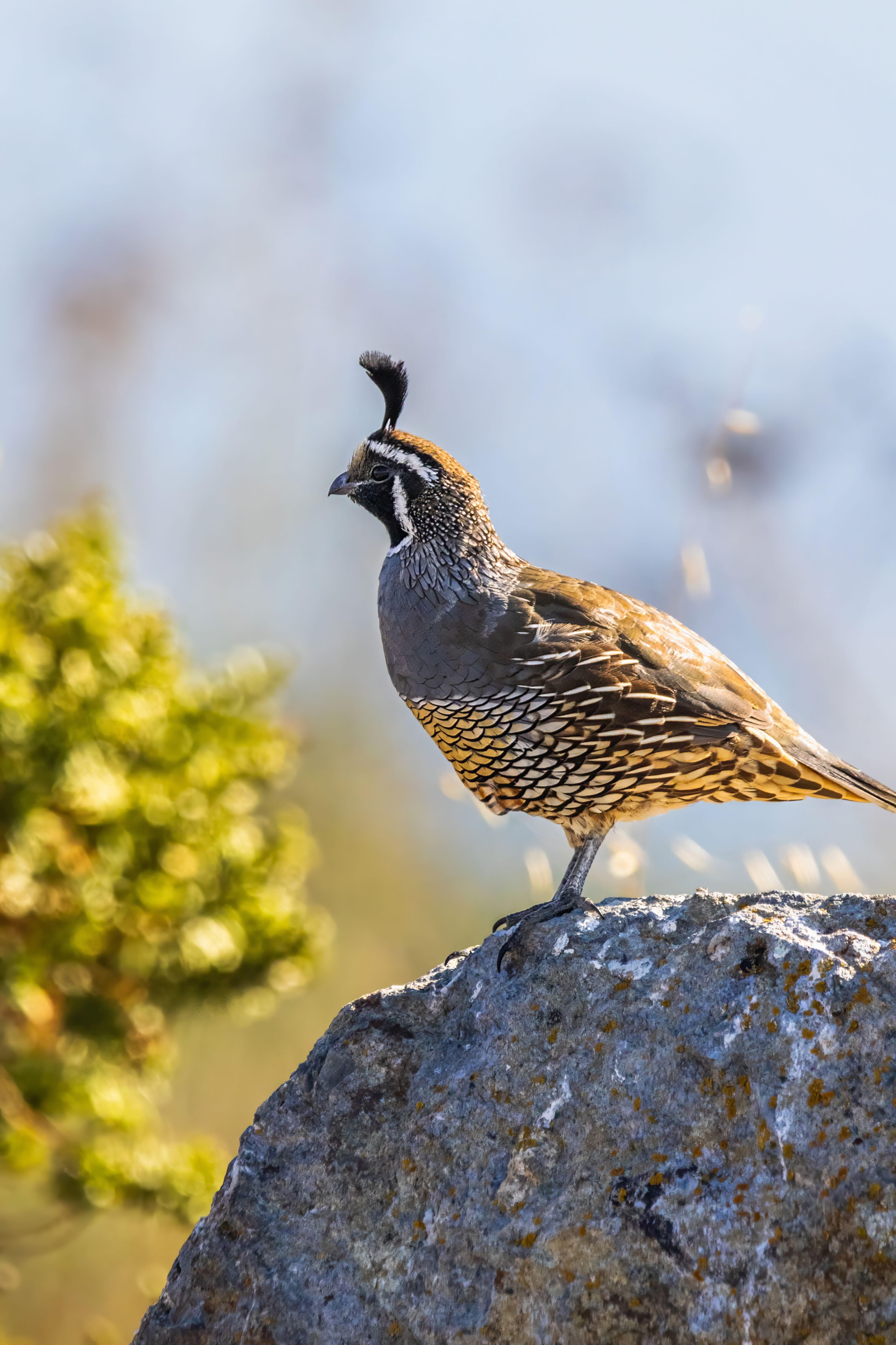 Close-up of a Quail · Free Stock Photo