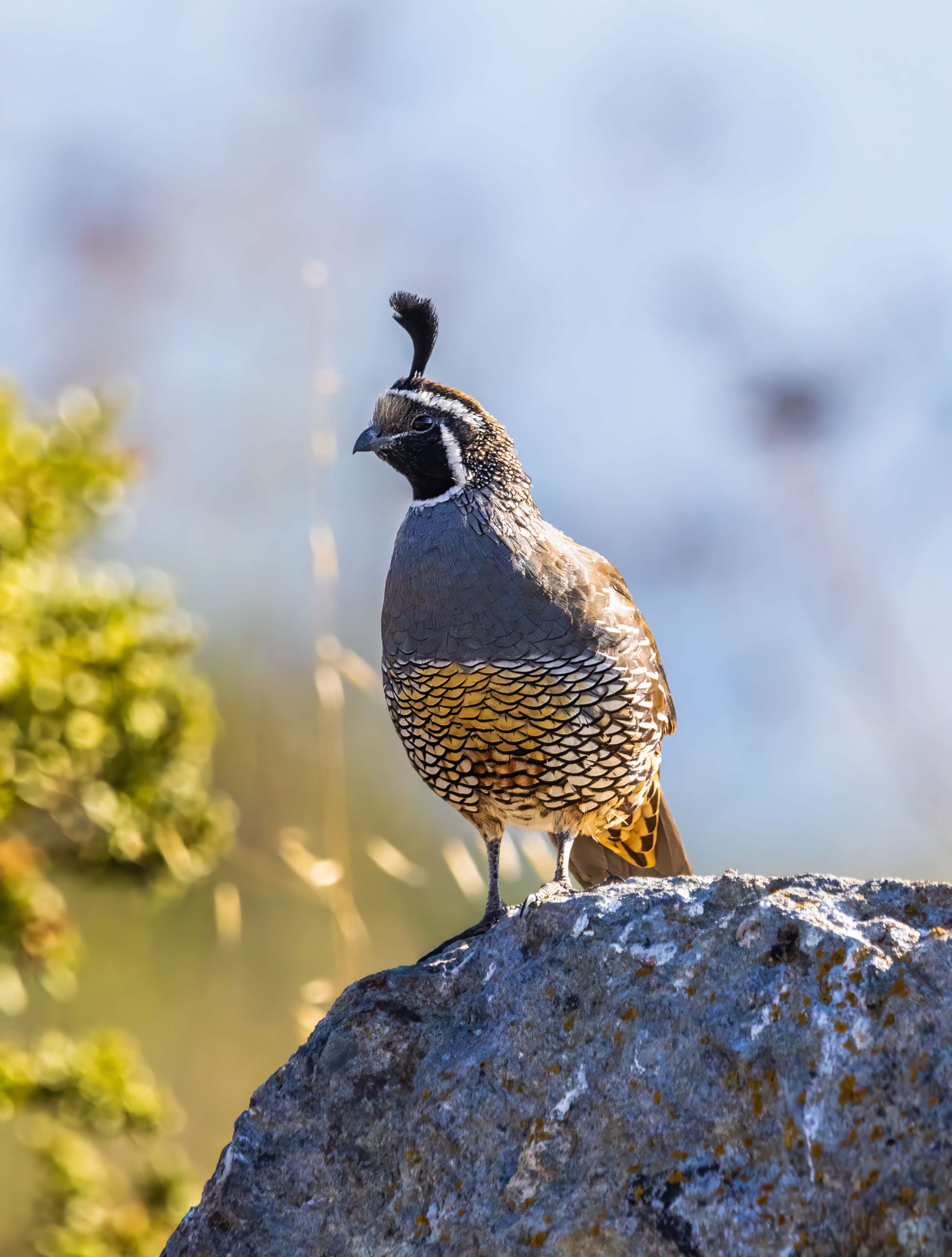 Close-up of Quail Perching on a Rock · Free Stock Photo