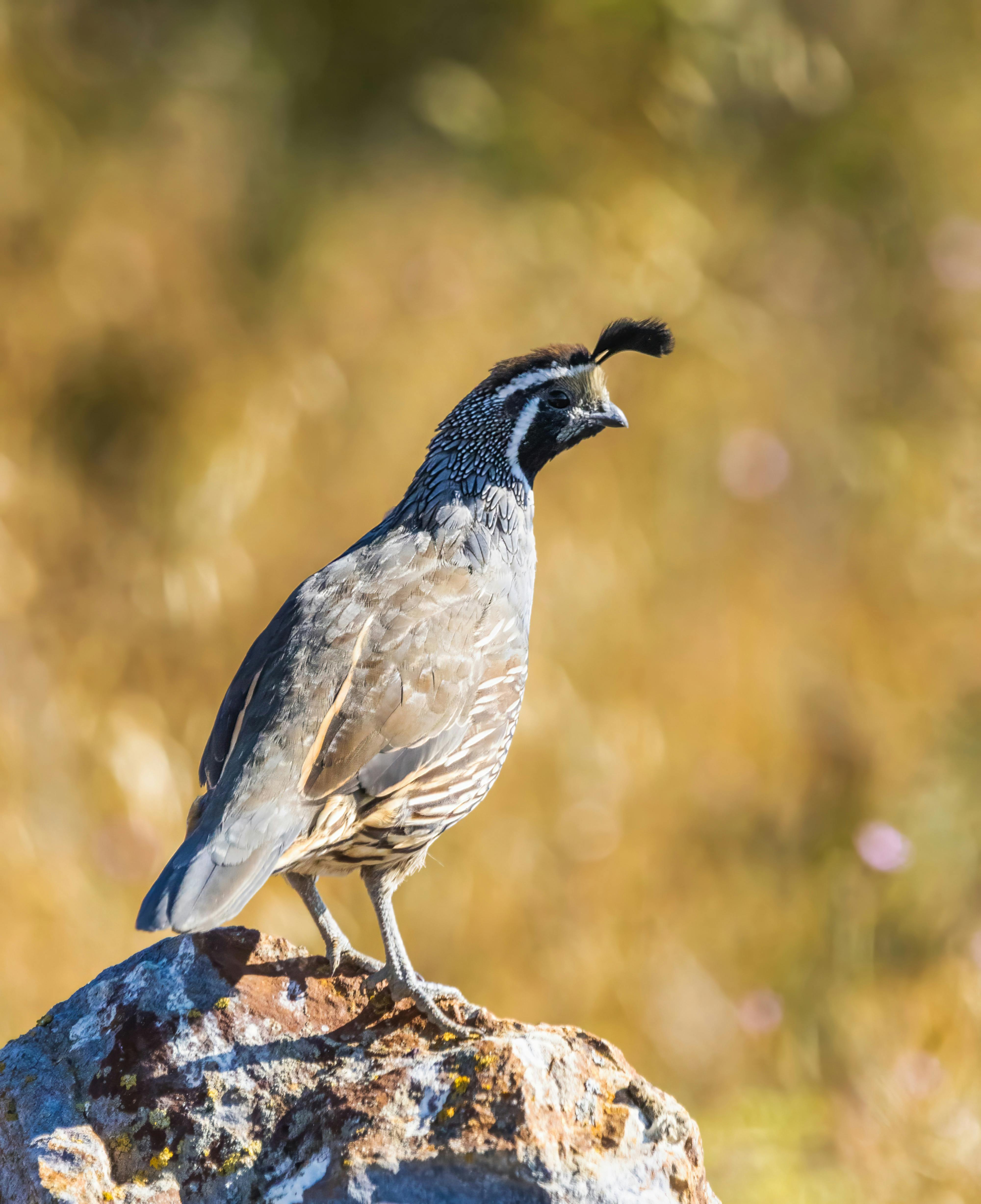 California Quail in Close-Up Photography · Free Stock Photo