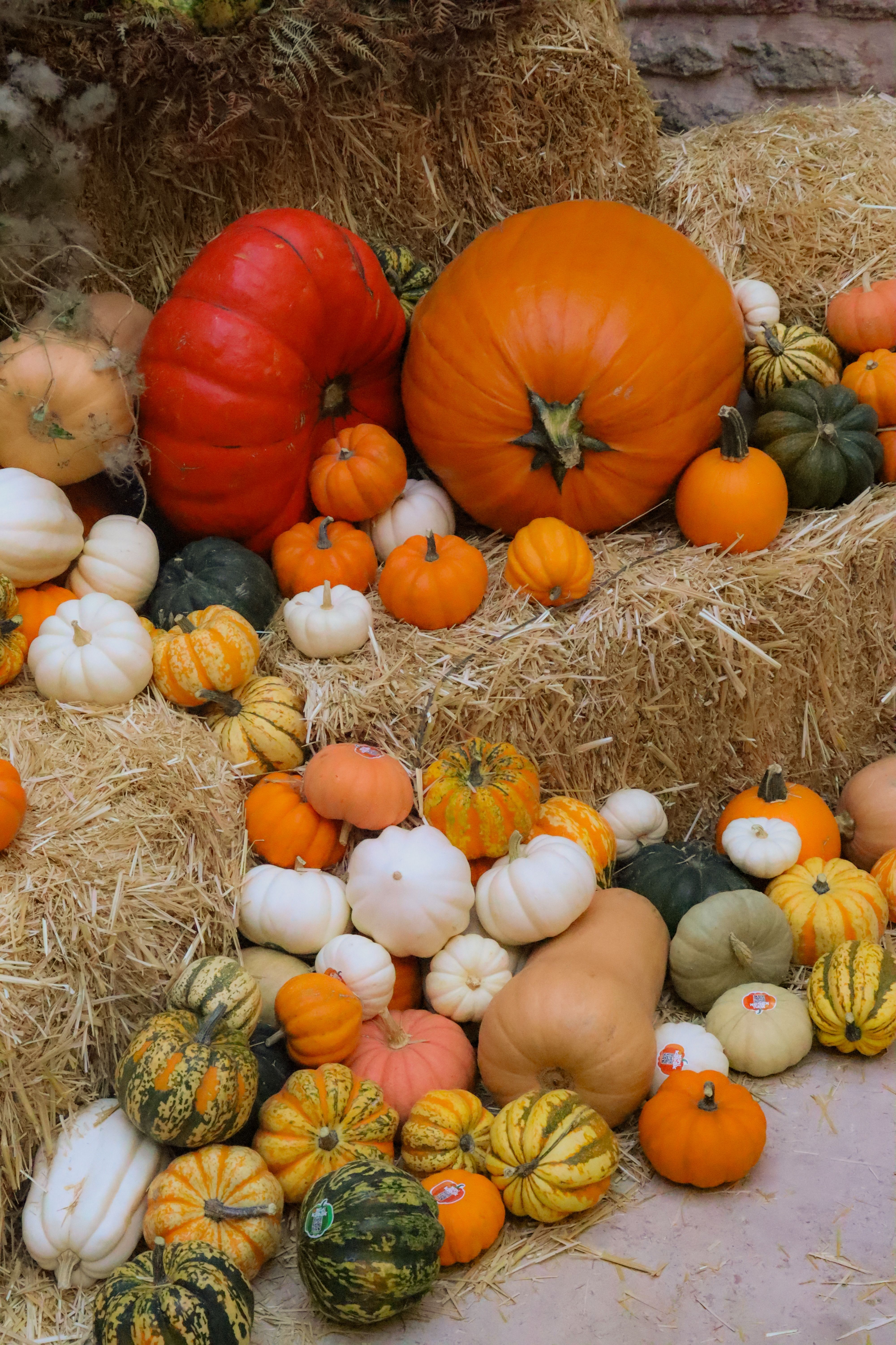Big Orange Pumpkins Near Brown Hay · Free Stock Photo