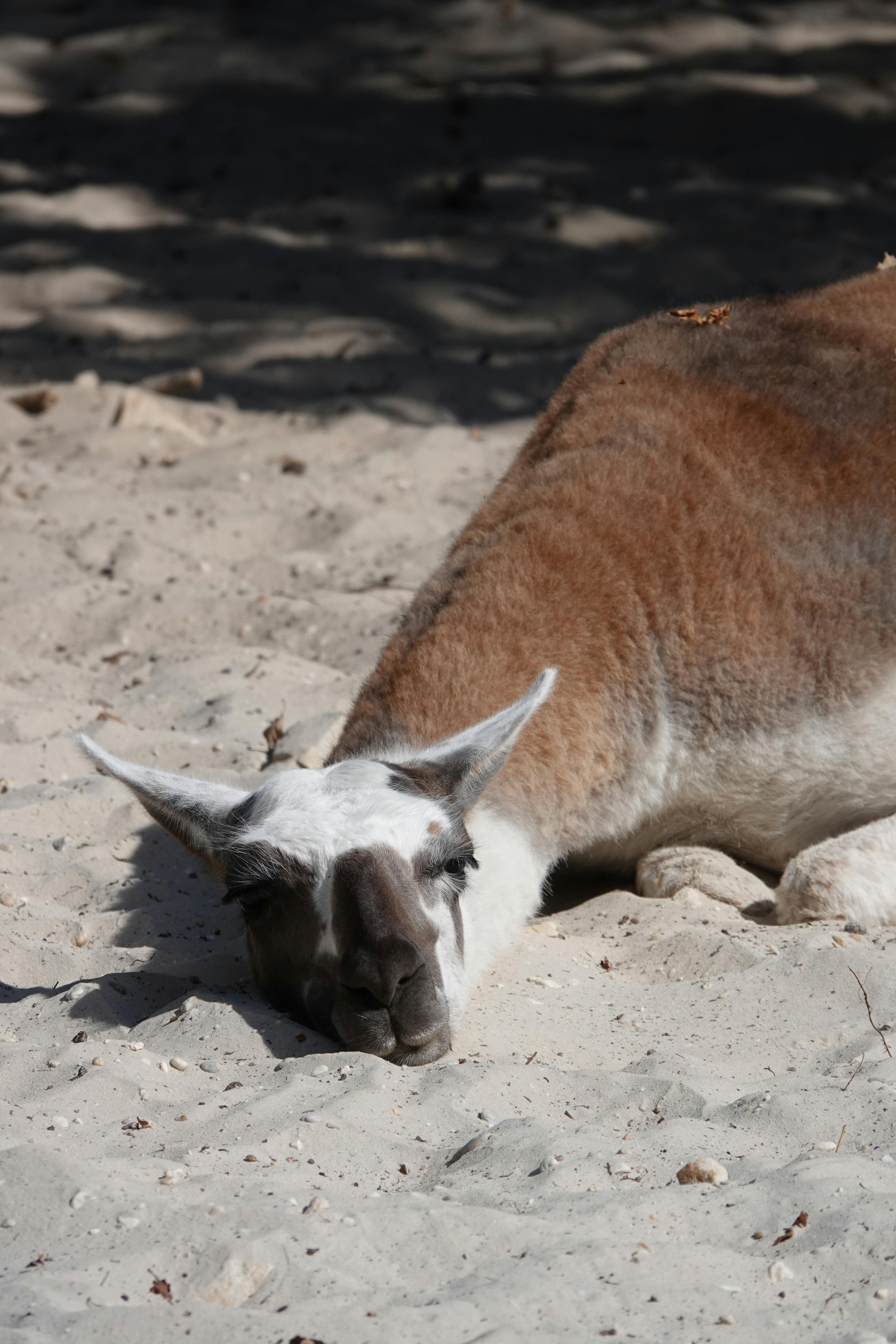 Antelope Lying Down and Sleeping on Ground in Zoo · Free Stock Photo