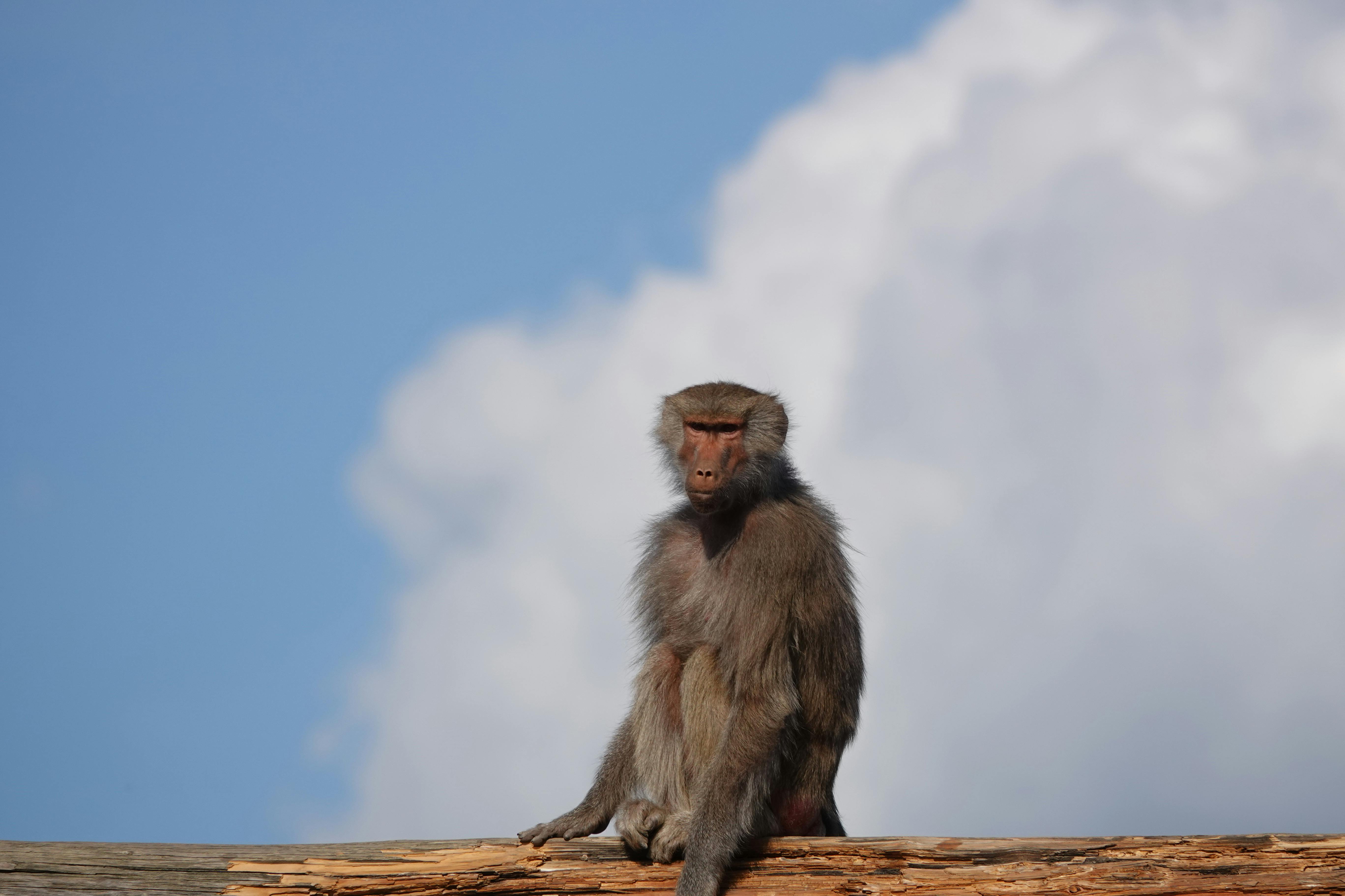 Sitting Monkey in Nature · Free Stock Photo