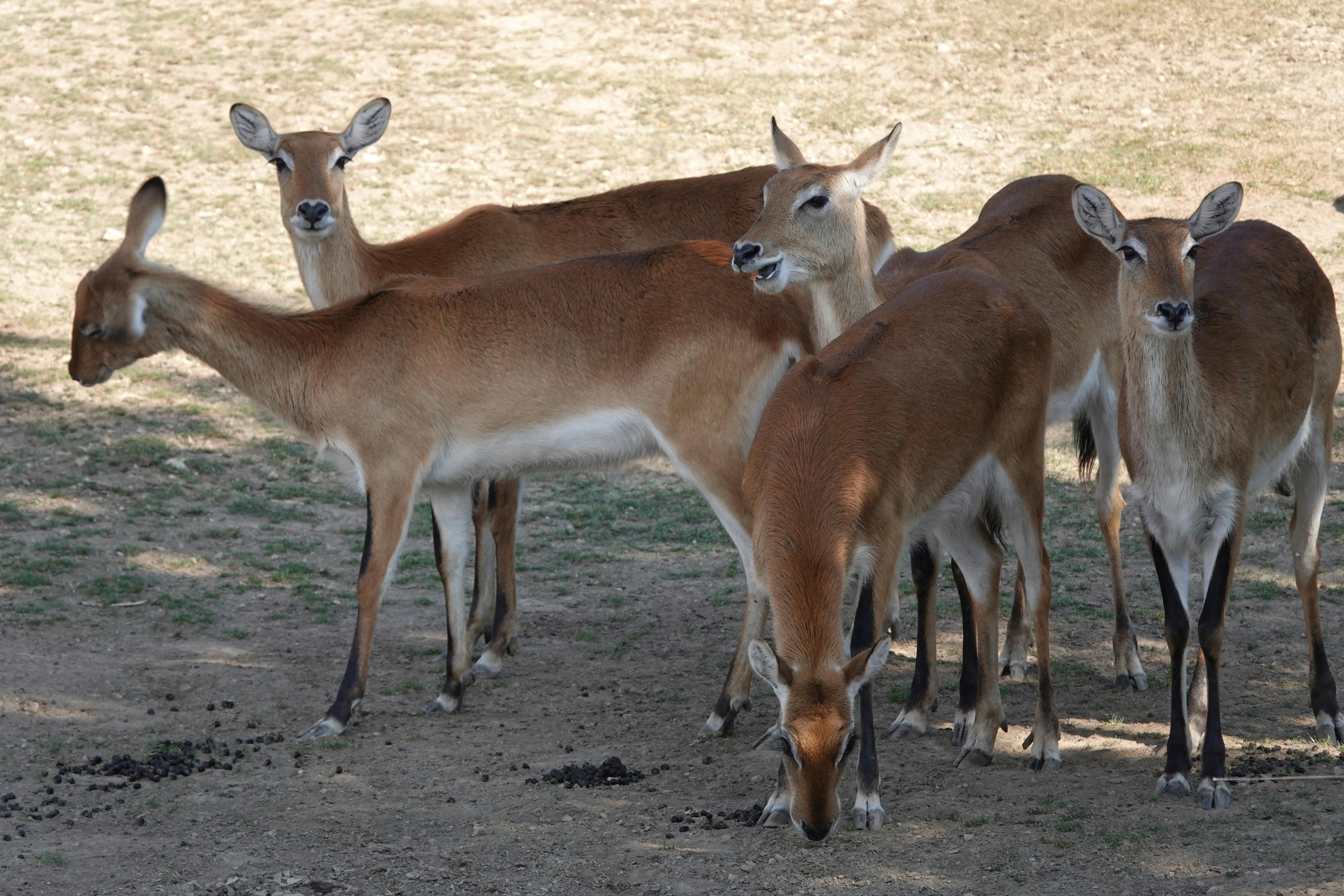 Impala Antelopes in Zoo · Free Stock Photo