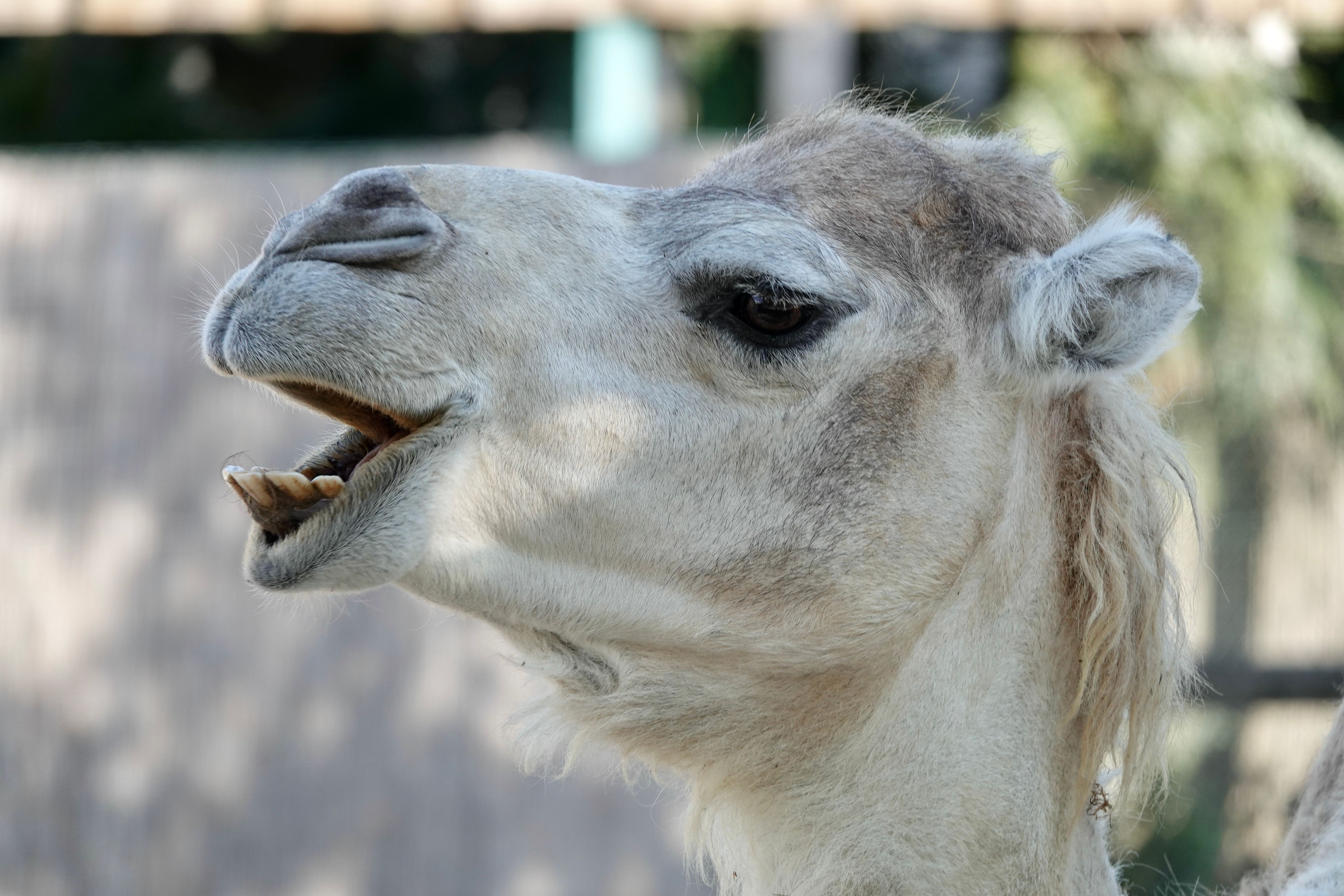 Camel Wallpaper Photos, Download The BEST Free Camel Wallpaper Stock ...