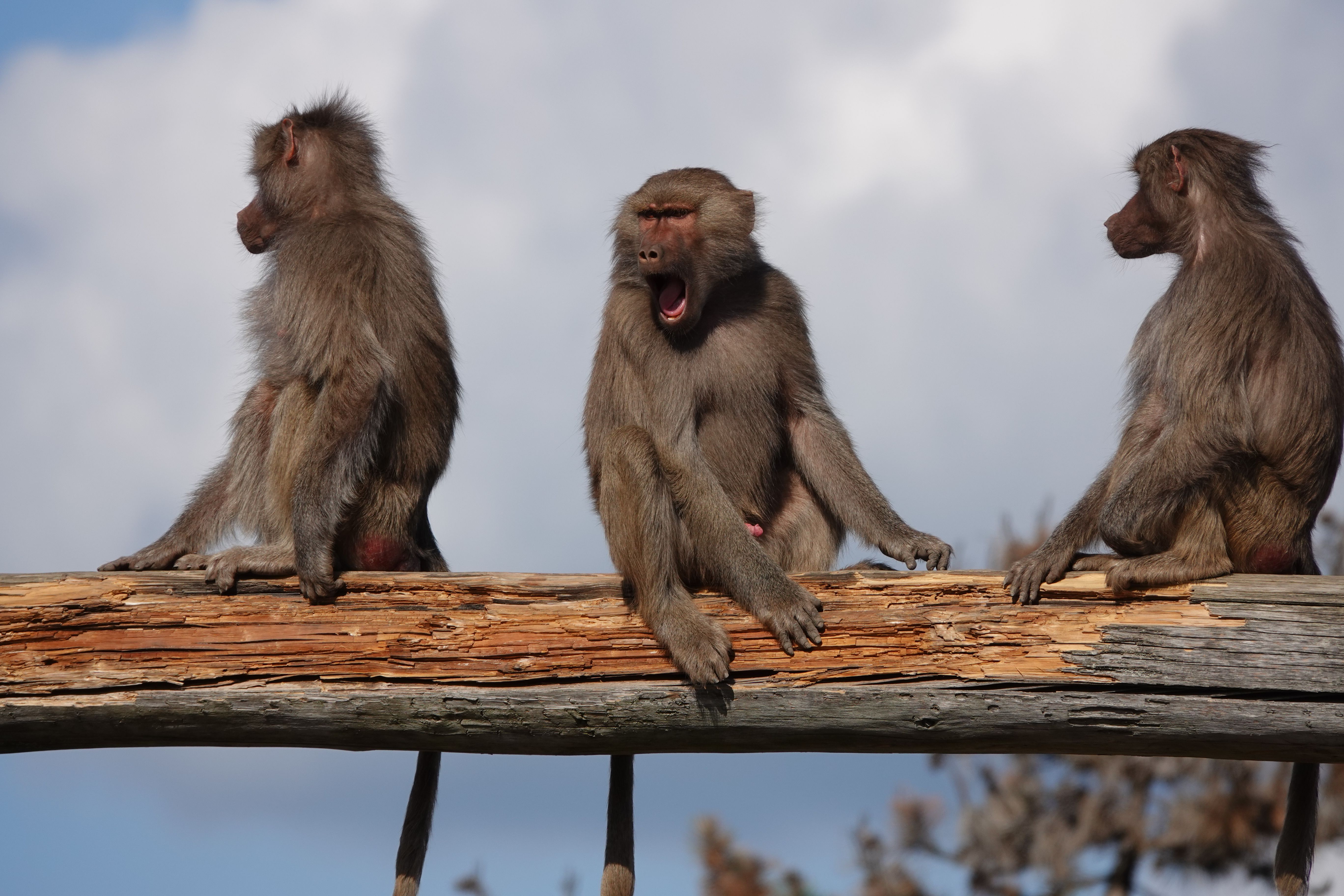 4k Wallpaper Monkeys Photos, Download The BEST Free 4k Wallpaper ...