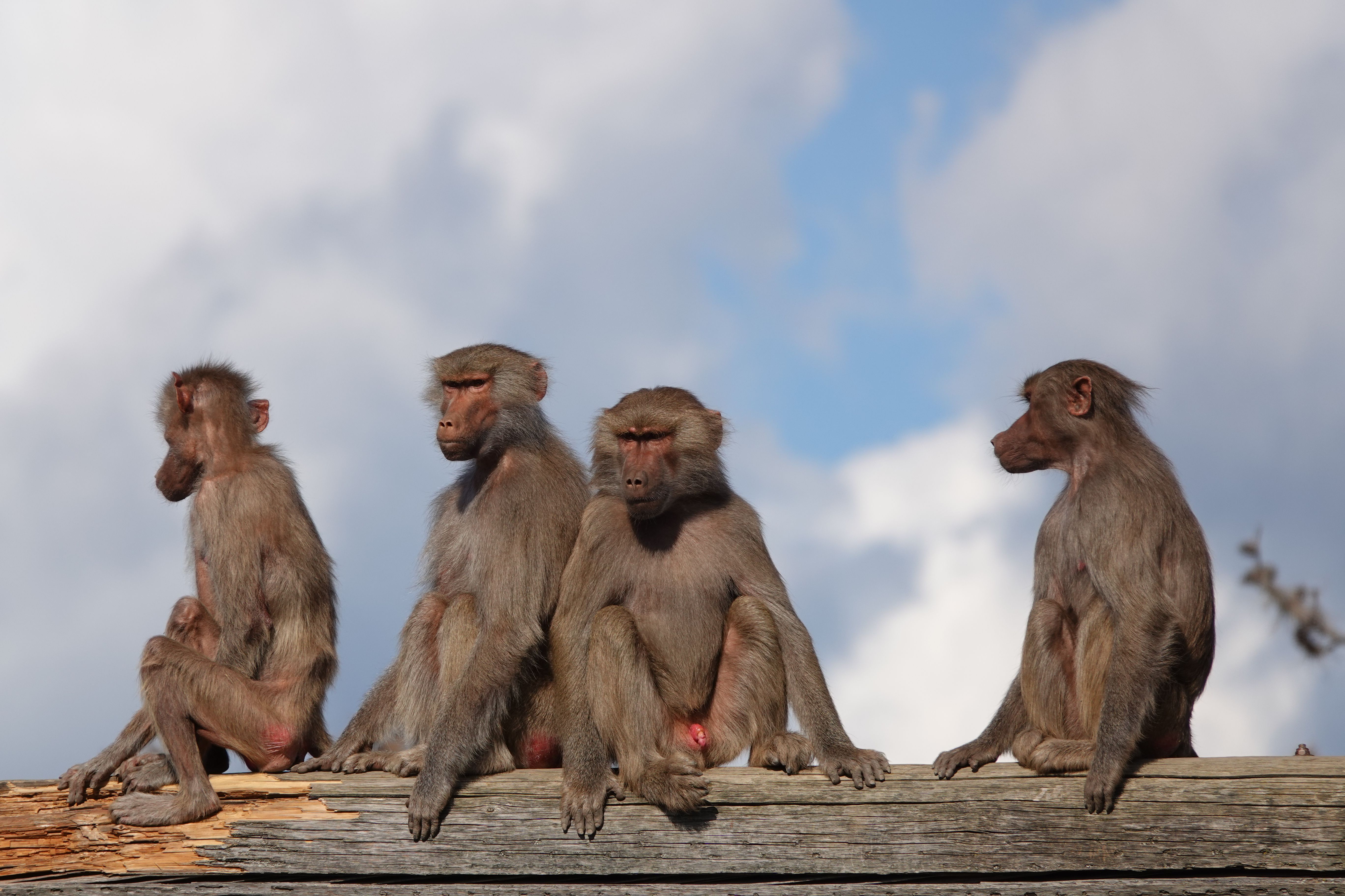 Close up of Sitting Monkeys · Free Stock Photo