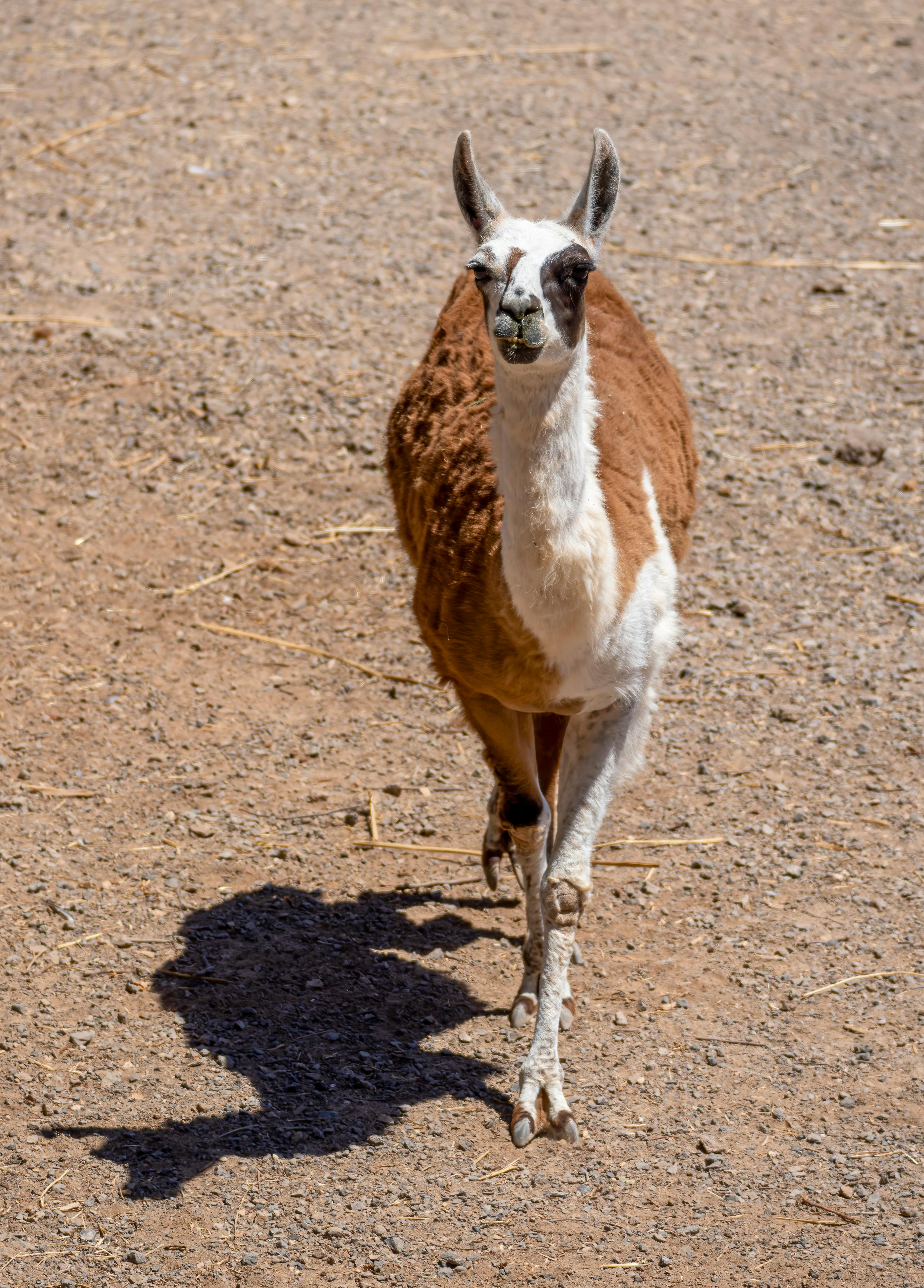 Single Llama Photos, Download The BEST Free Single Llama Stock Photos ...